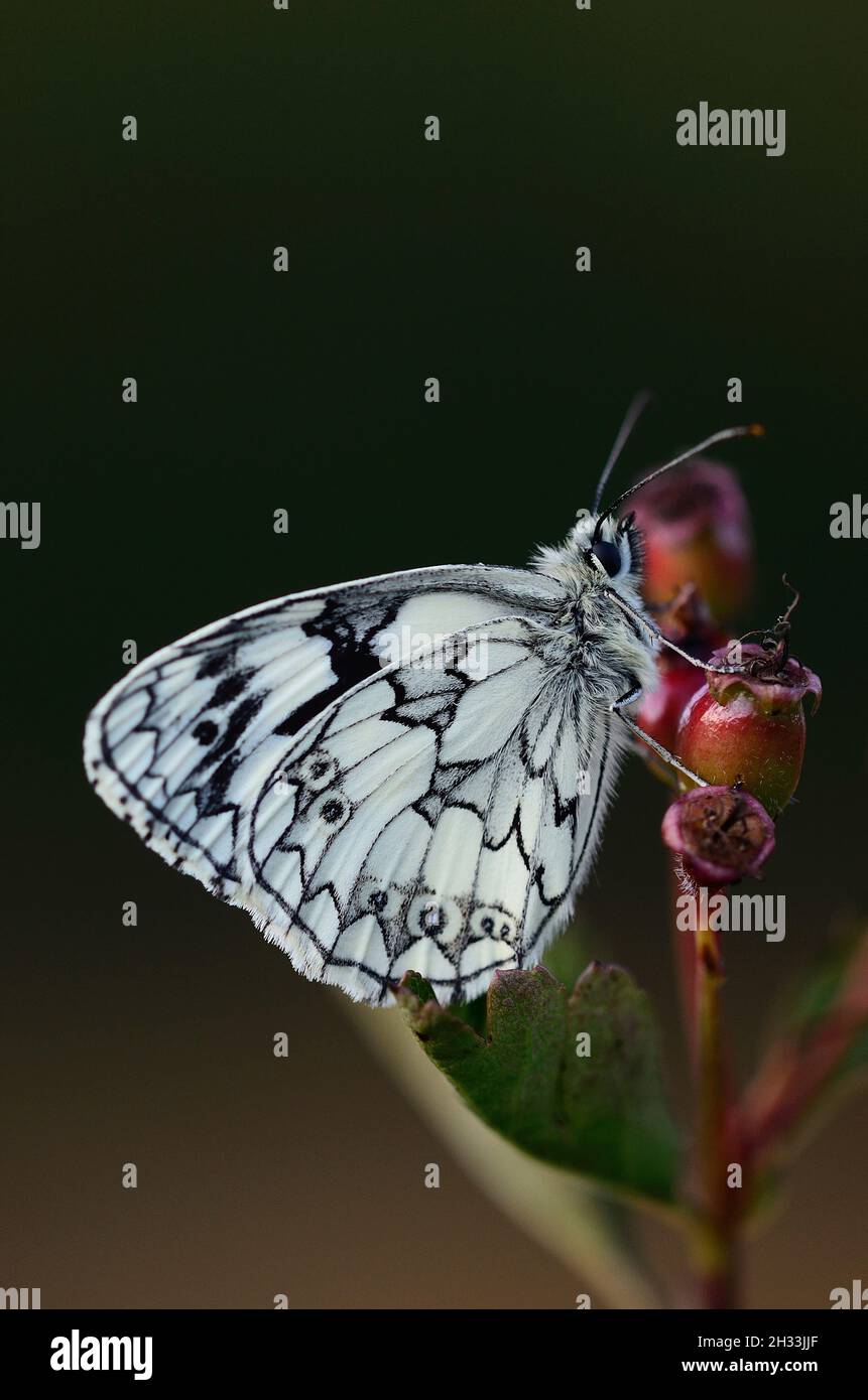 Intricate marbled detail hi-res stock photography and images - Alamy