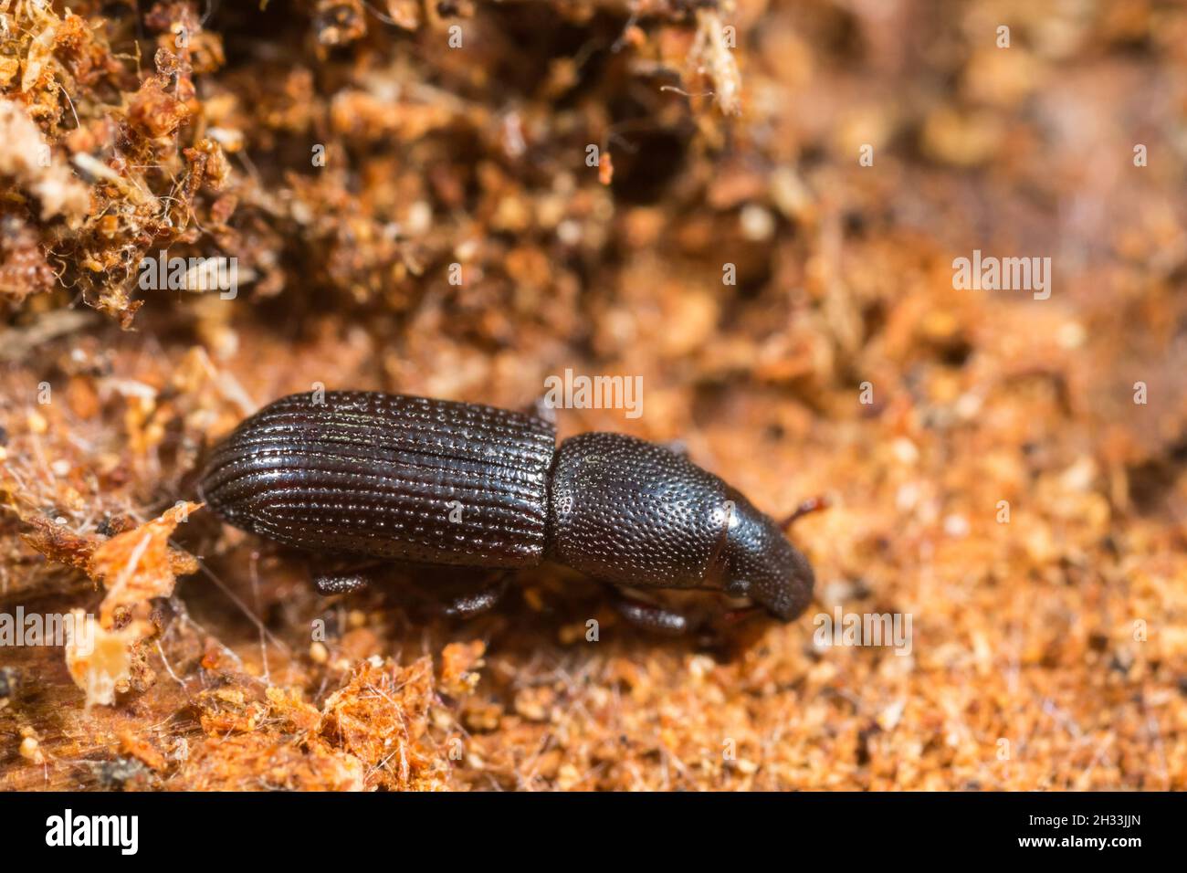 True weevil curculionidae hi-res stock photography and images - Alamy