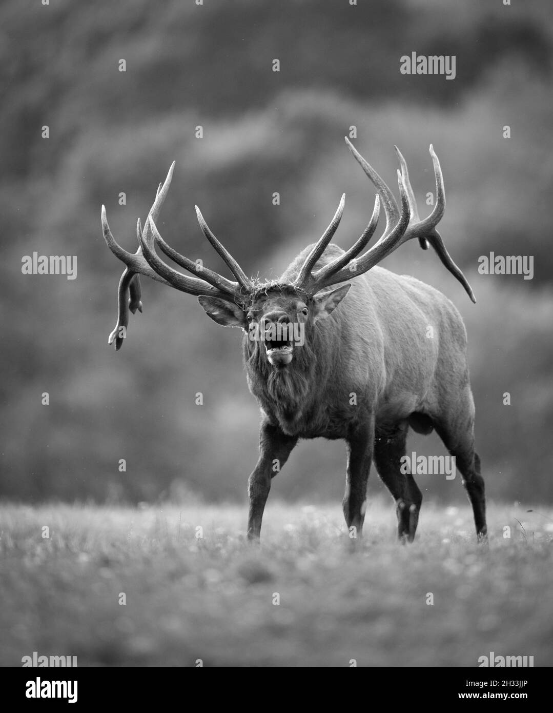 Bull elk during the rut season in autumn Stock Photo - Alamy
