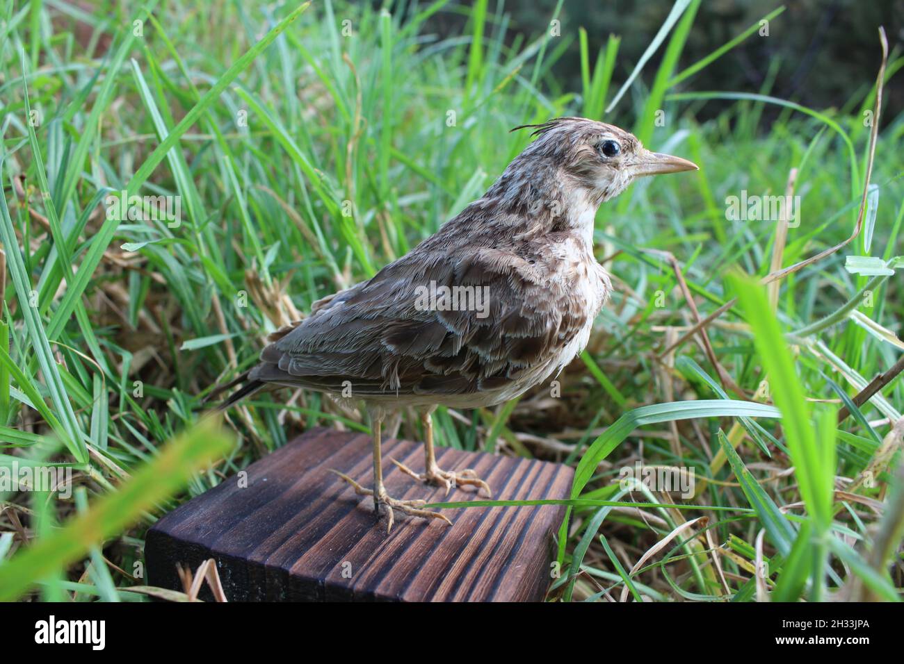 stuffed crowned lark Stock Photo - Alamy