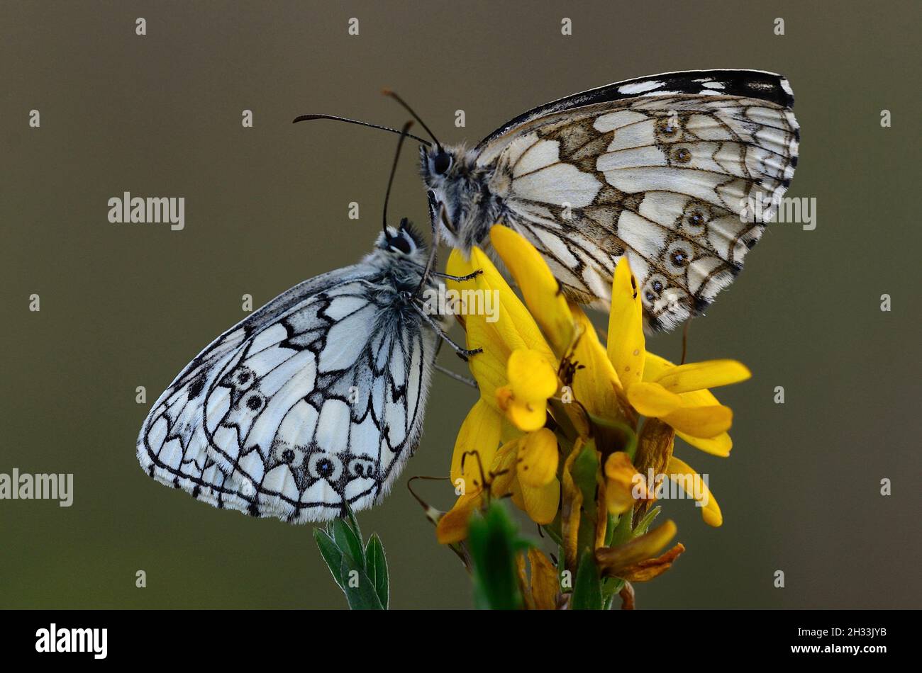Intricate marbled detail hi-res stock photography and images - Alamy