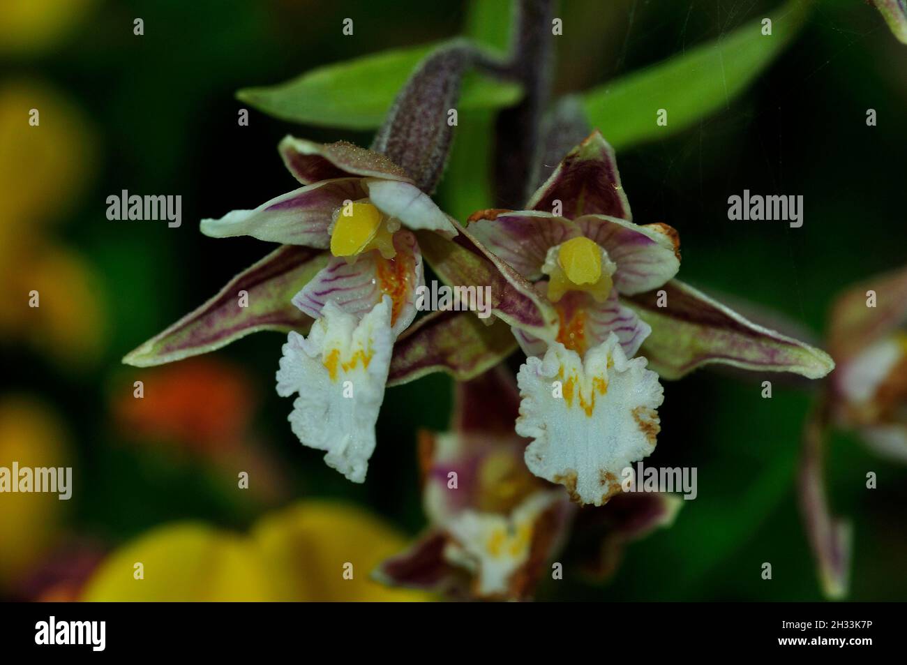 Marsh helleborines hi-res stock photography and images - Alamy
