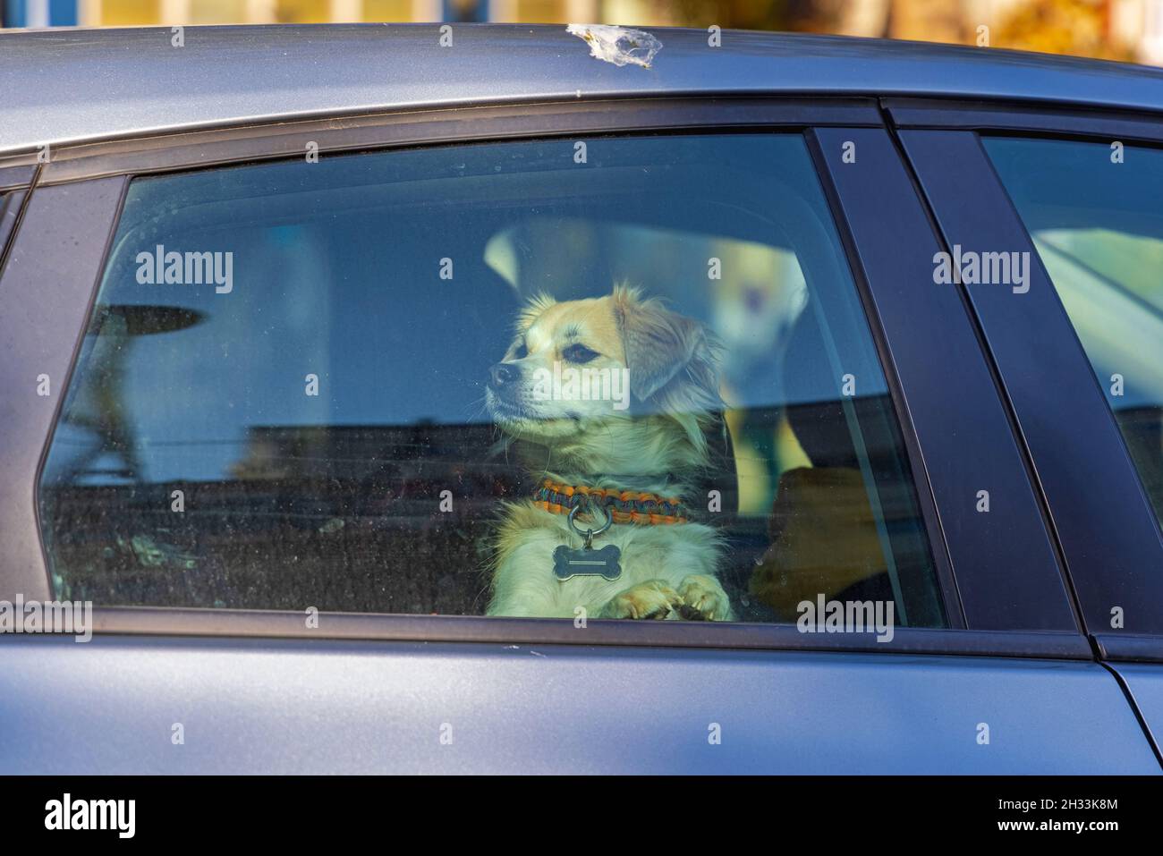 Little Pet Dog Looking Through Car Window Stock Photo - Alamy
