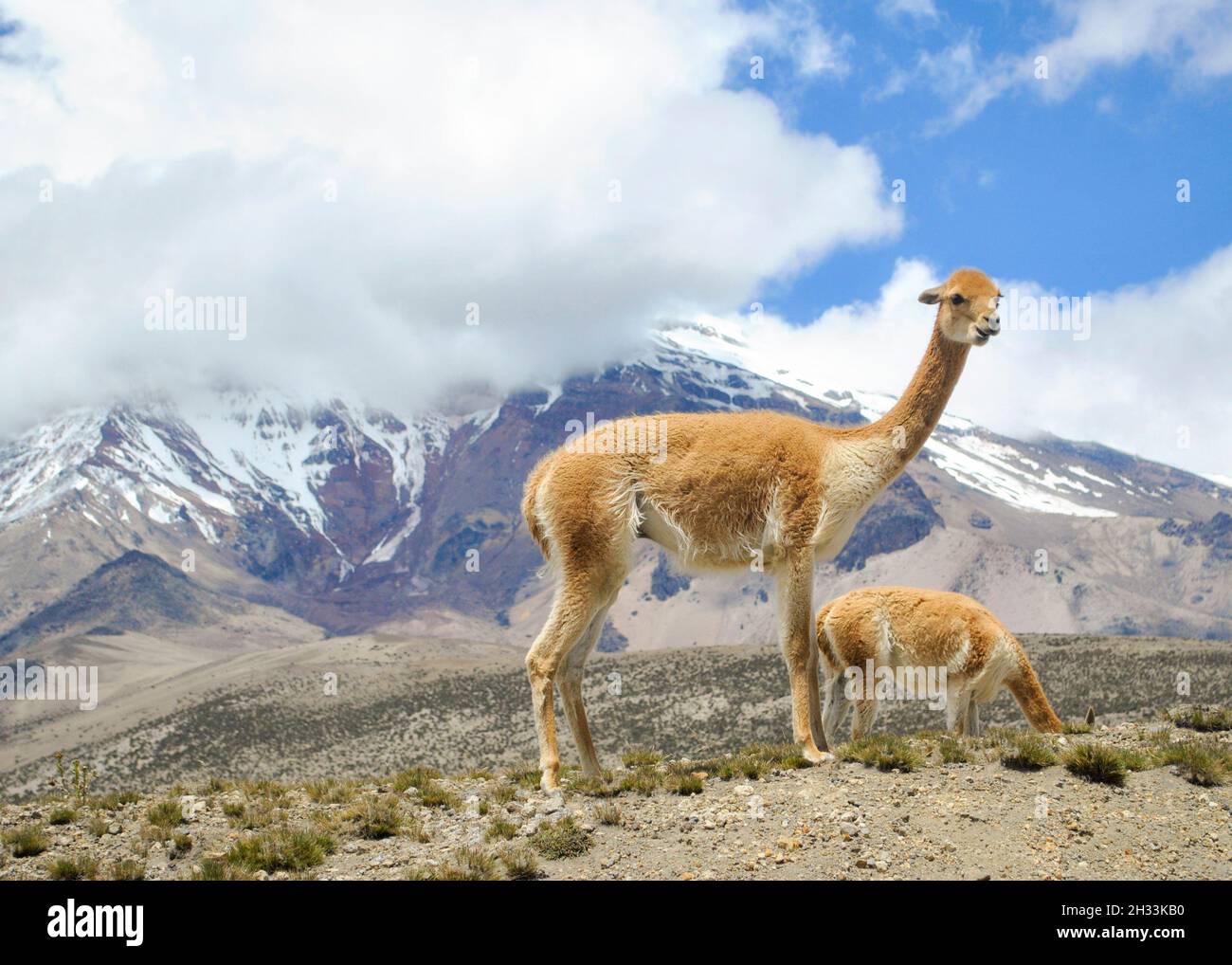 Chimborazo