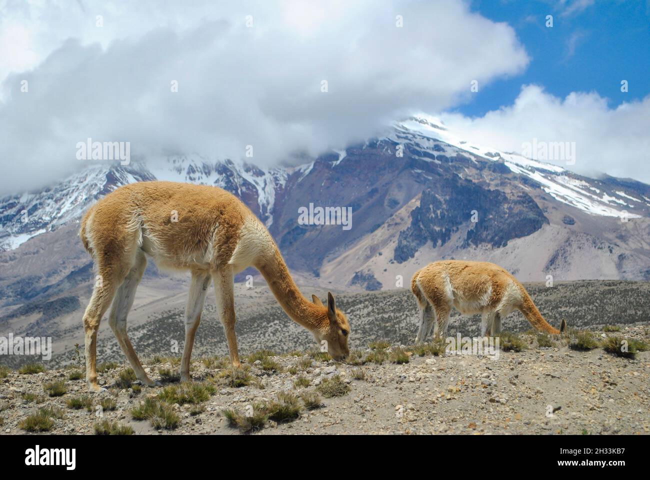 Two vicuñas in front of Chimborazo volcano. Chimborazo, Ecuador Stock ...