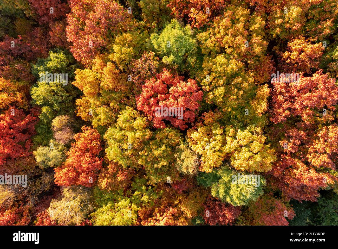 colorful autumn trees top view Stock Photo - Alamy