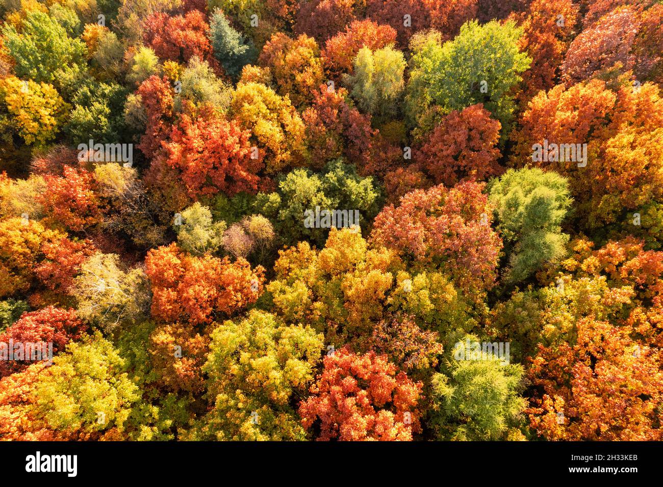 colorful autumn trees top view Stock Photo - Alamy