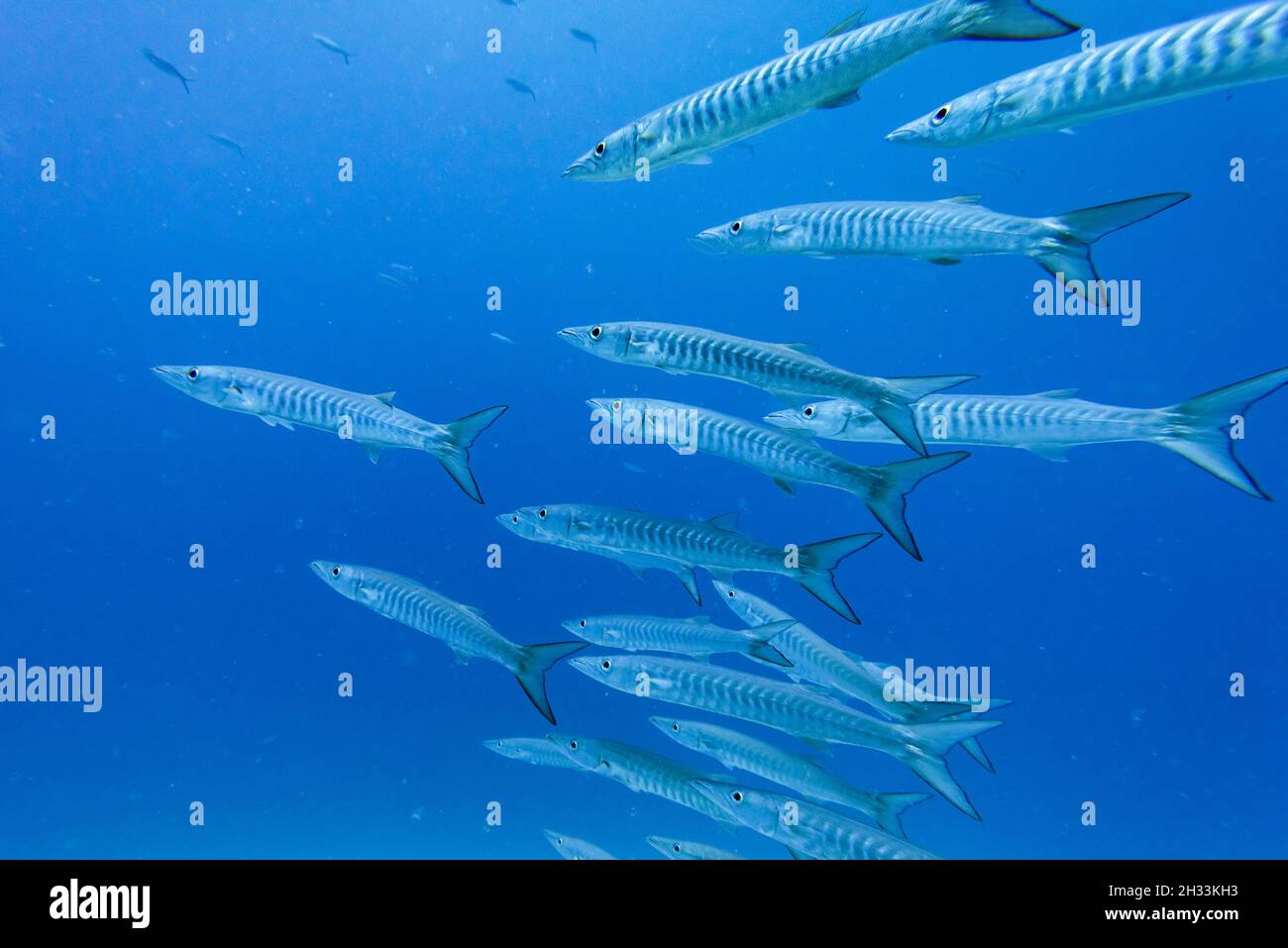 Barracuda underwater, Barracuda Bommie Dive Site, Great Barrier Reef ...