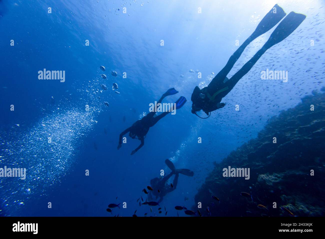 Scuba divers under water, Barracuda Bommie Dive Site, Great Barrier ...