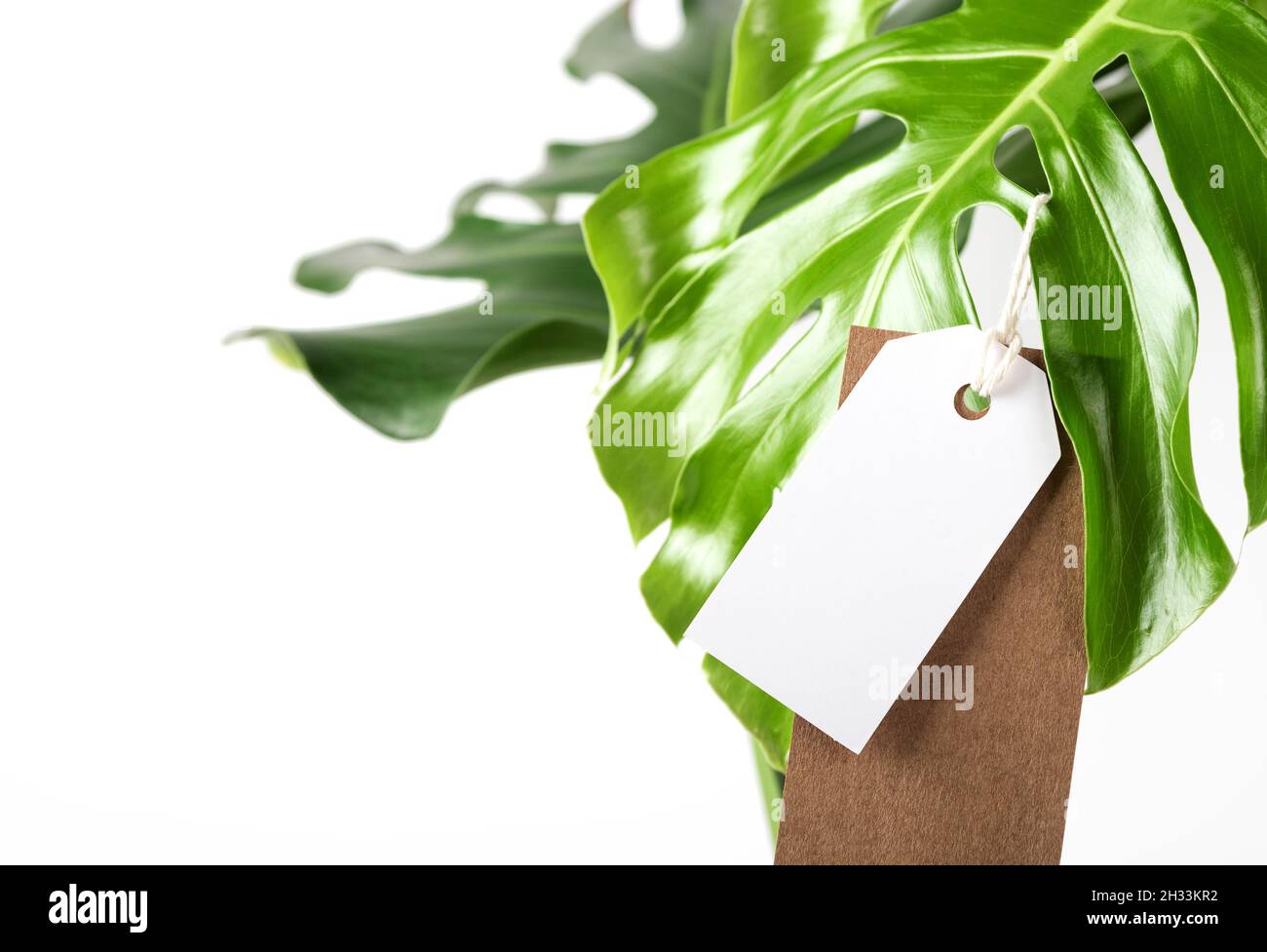Label tag mock up on monstera leaves on white background. Green friday ...
