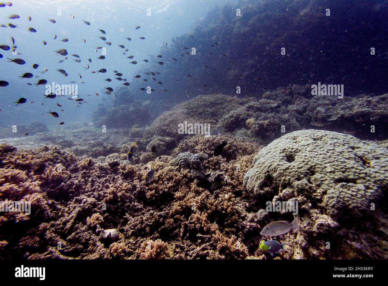 Fish and Coral underwater, Agincourt Reef, Great Barrier Reef ...