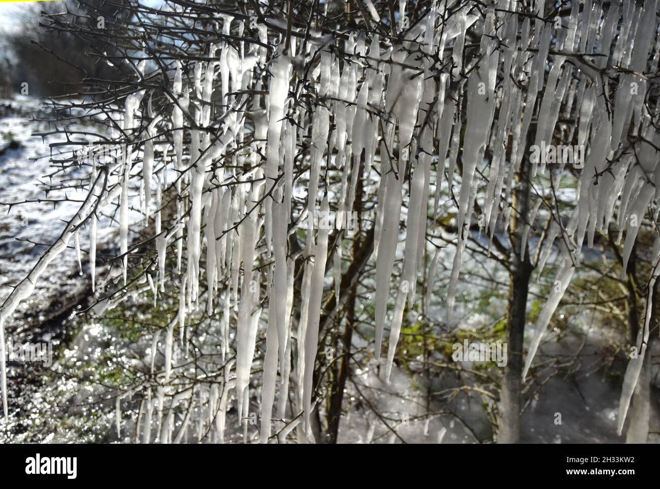 icicles on branches Stock Photo - Alamy