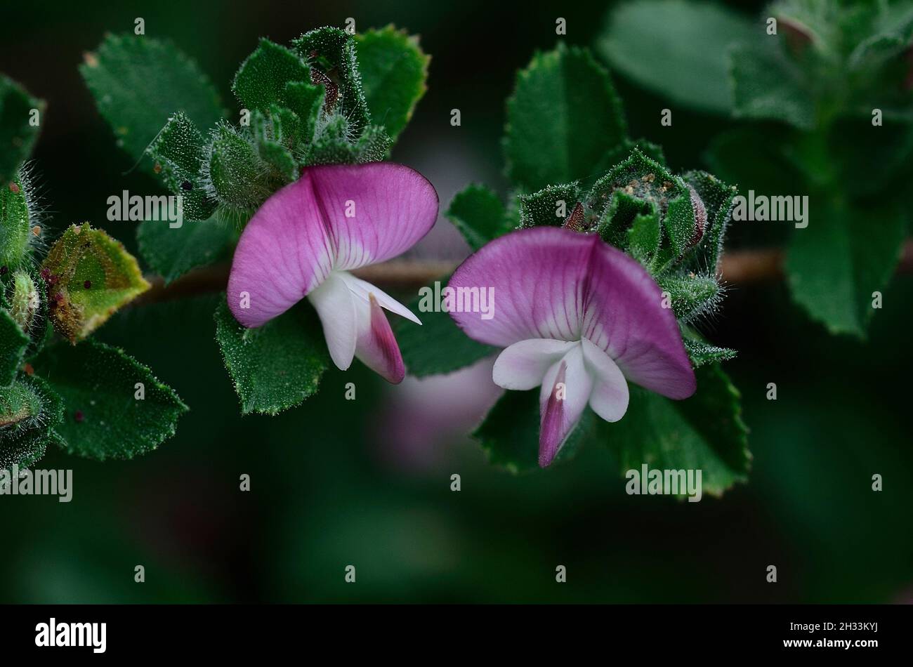 Common rest hi-res stock photography and images - Alamy