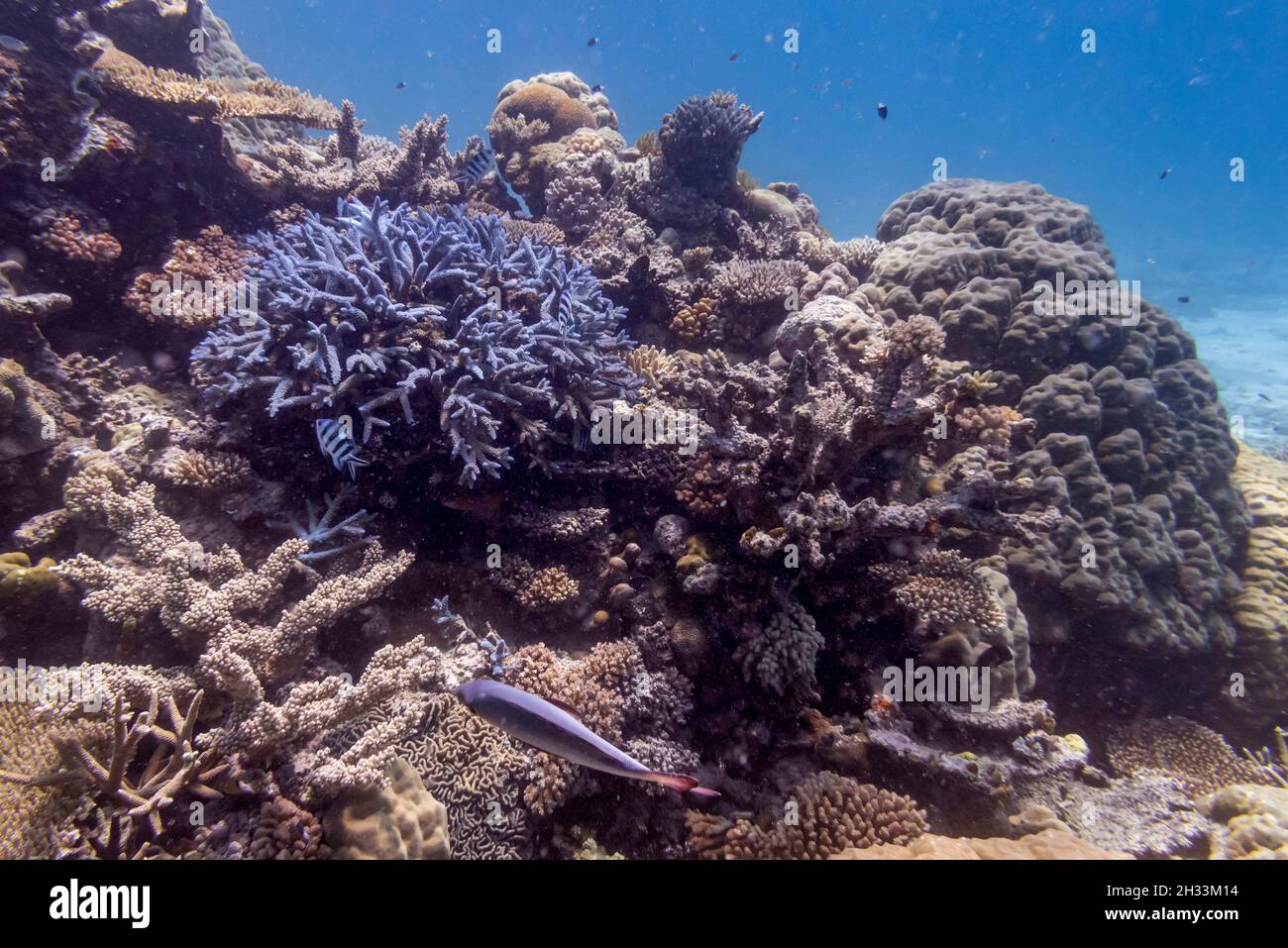Fish swimming near coral, Barracuda Bommie Dive Site, Great Barrier ...