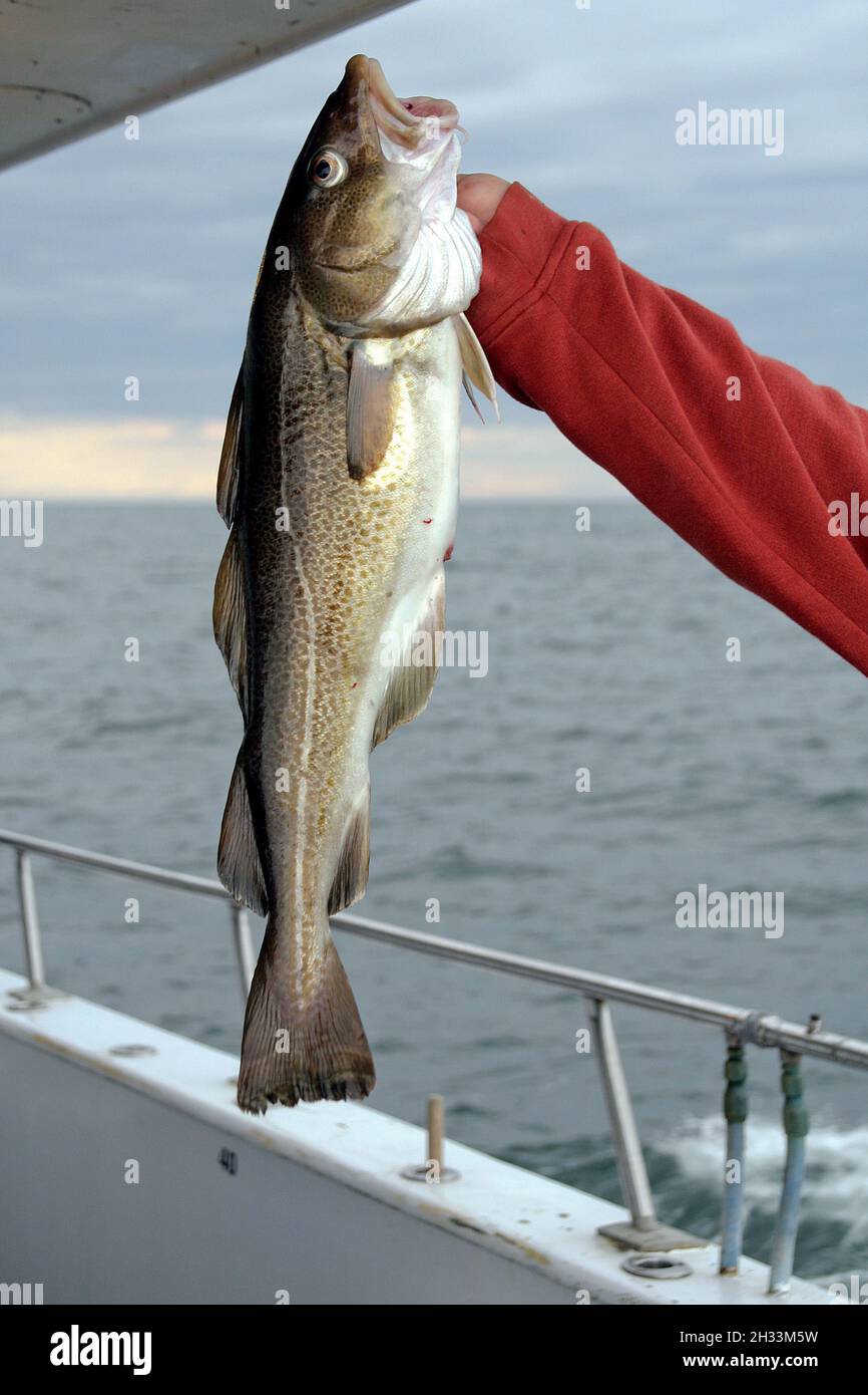 Fisherman is holding fresh cod fish catch on boat Stock Photo - Alamy