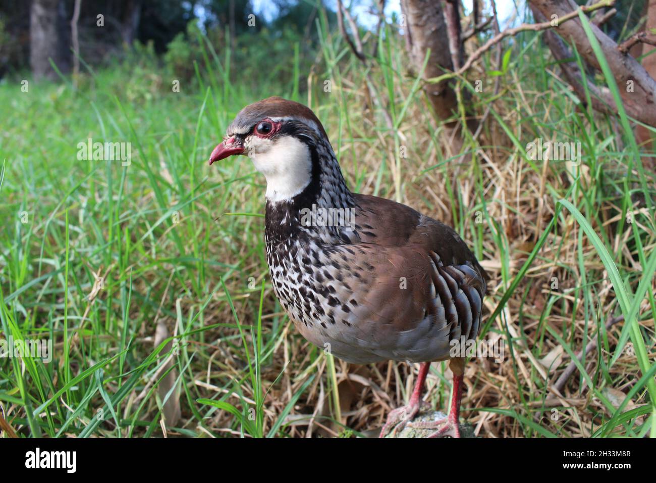 stuffed spanish partridge Stock Photo - Alamy