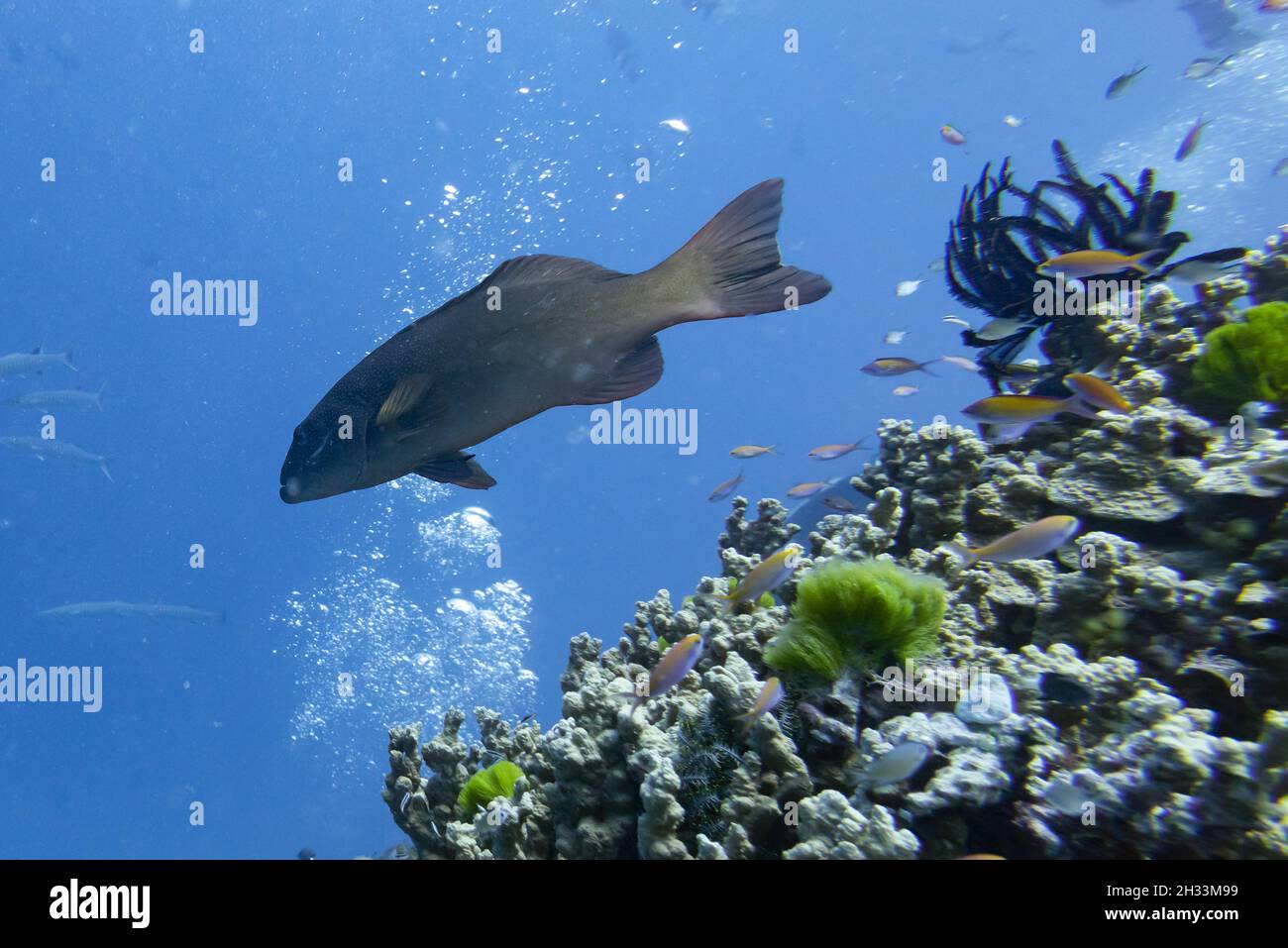 Fish swimming near coral, Barracuda Bommie Dive Site, Great Barrier ...