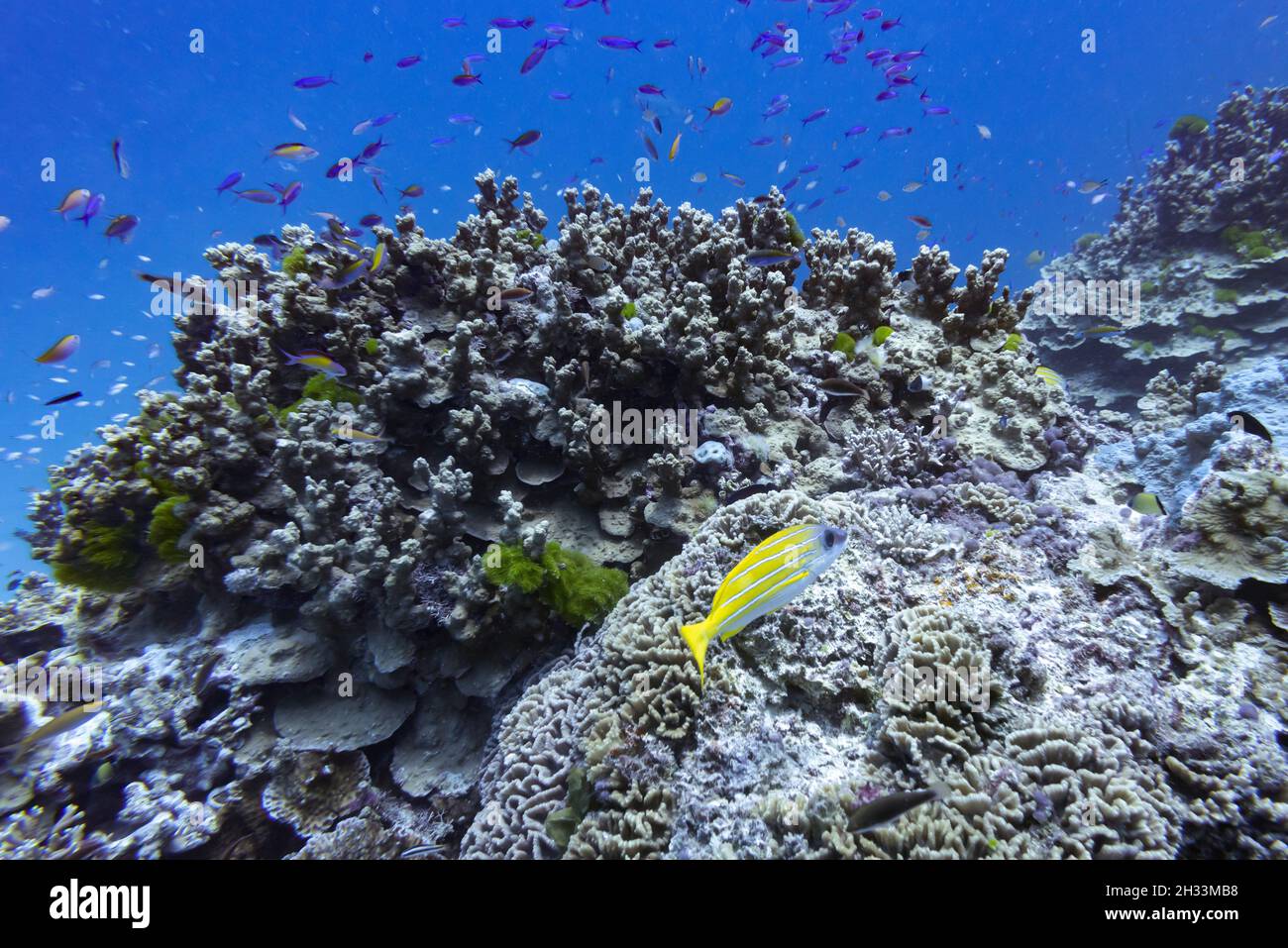 Fish swimming near coral, Barracuda Bommie Dive Site, Great Barrier ...