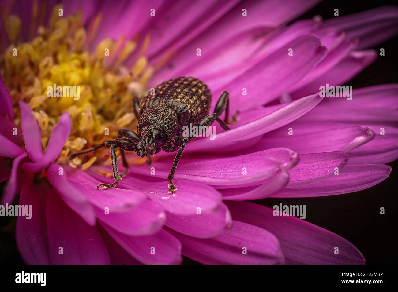 Weevil scales hi-res stock photography and images - Alamy
