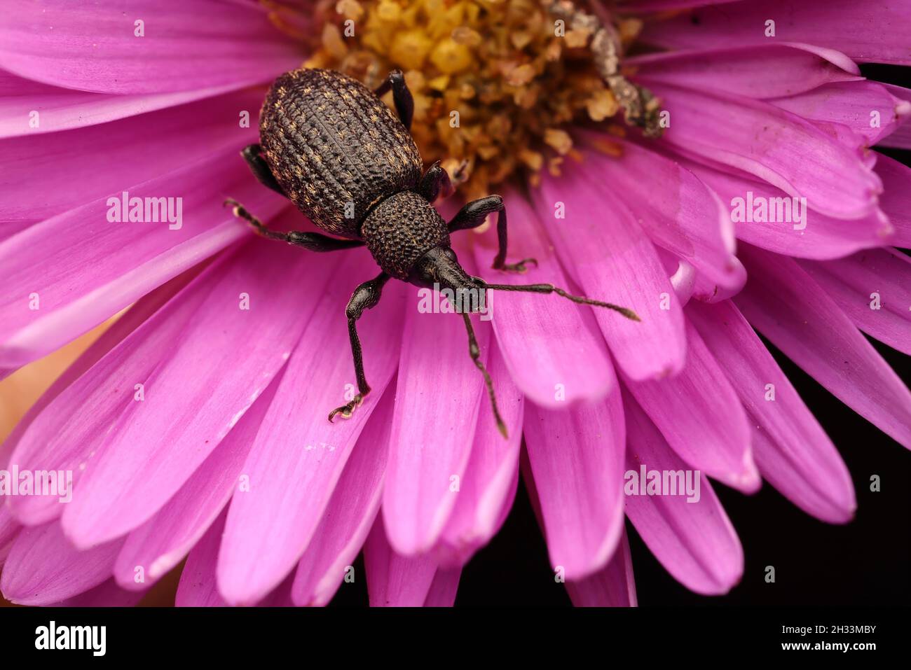 Orthocerous weevils hi-res stock photography and images - Alamy