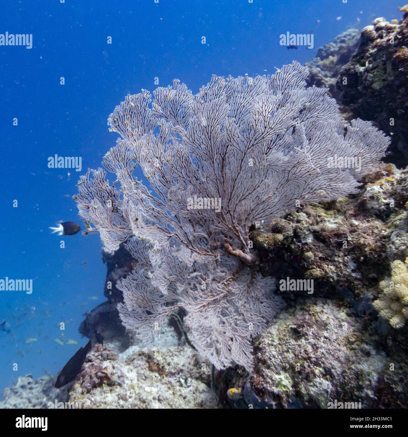 Fan coral, Barracuda Bommie Dive Site, Great Barrier Reef, Queensland ...