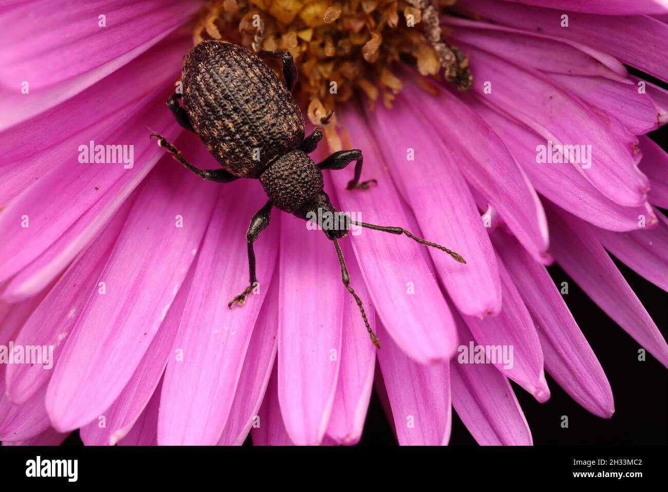 Orthocerous weevils hi-res stock photography and images - Alamy