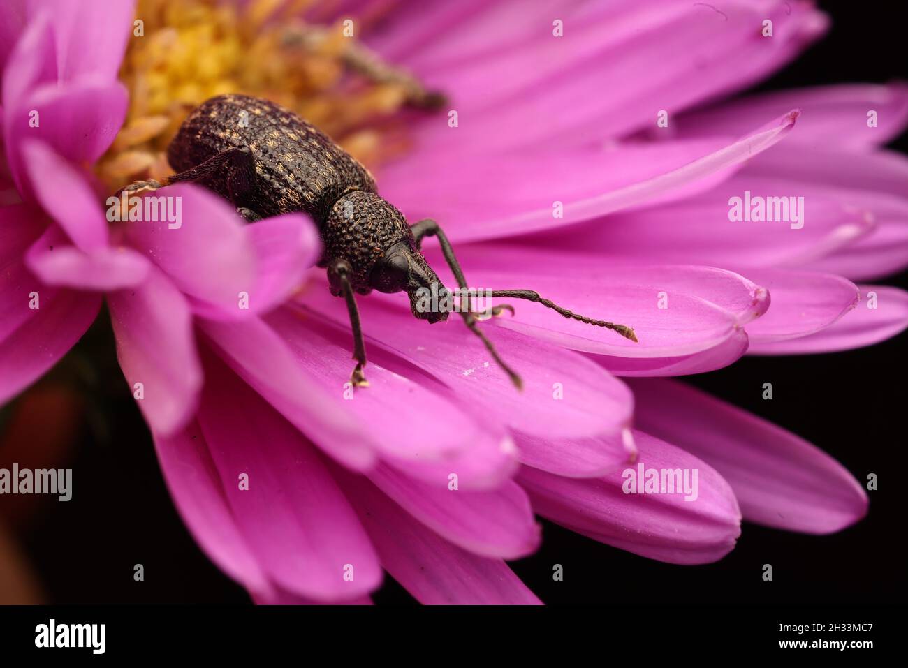 Weevil scales hi-res stock photography and images - Alamy
