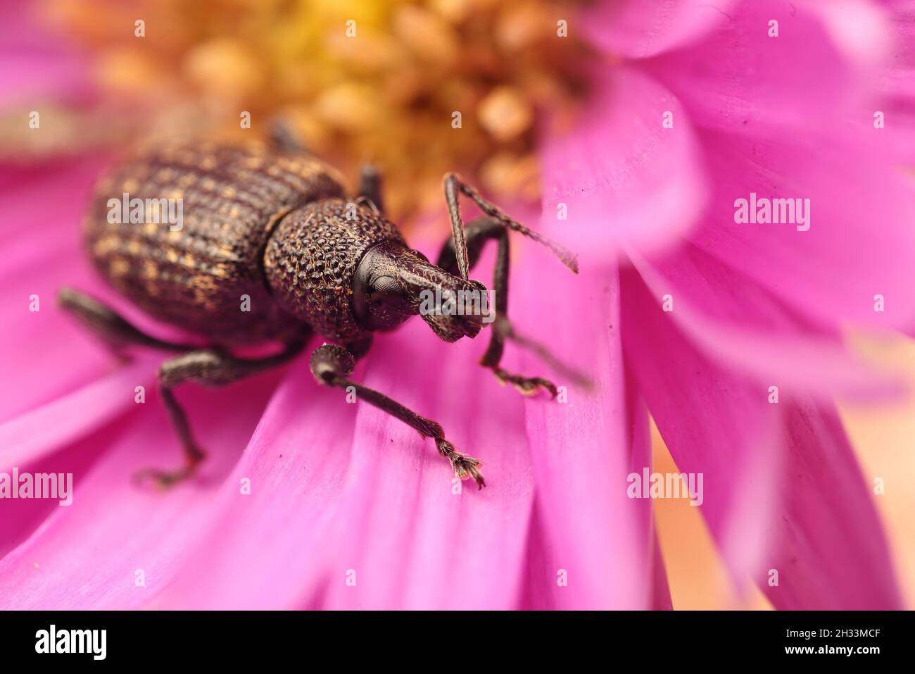 Weevil species hi-res stock photography and images - Alamy