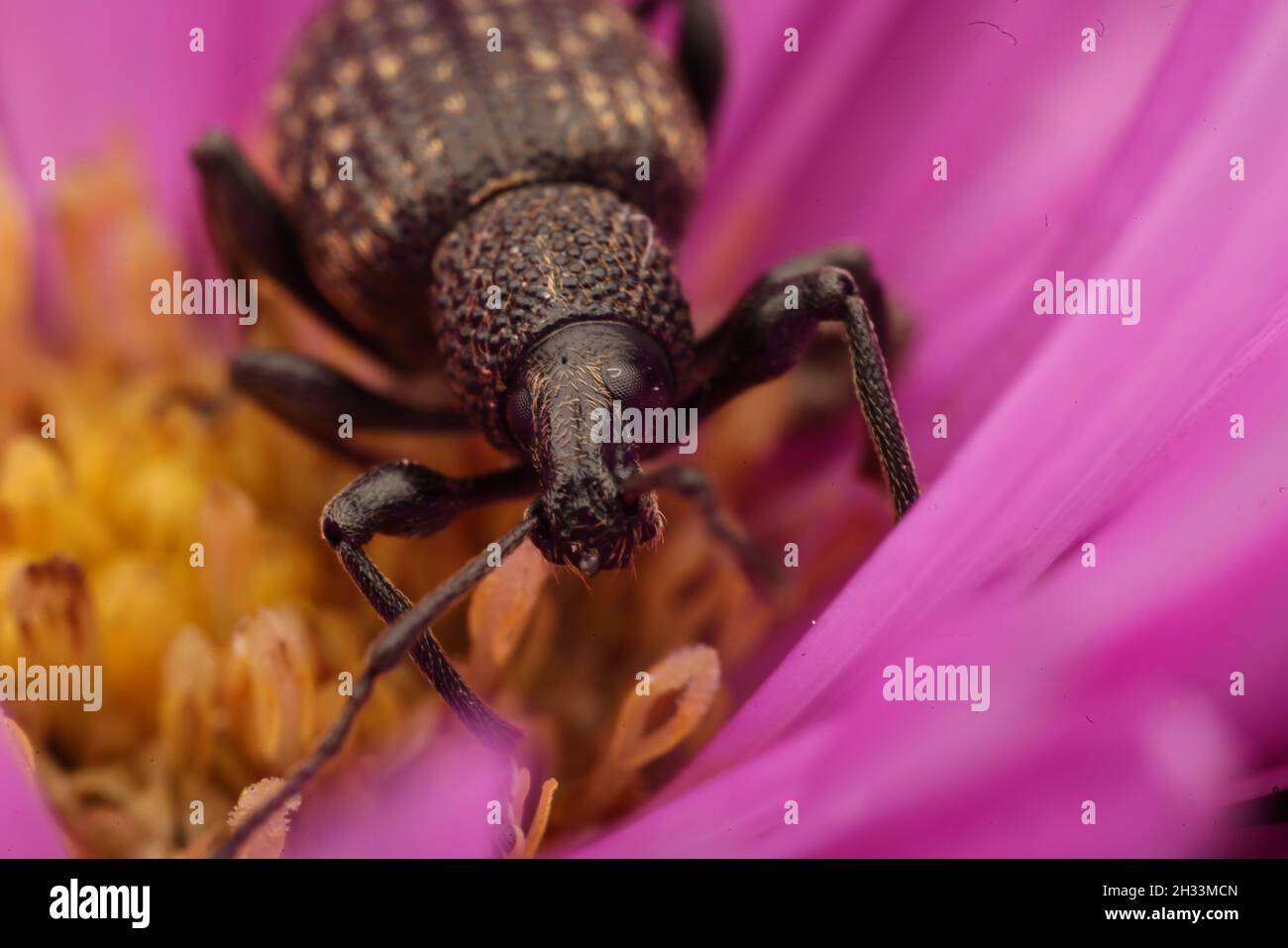 Orthocerous weevils hi-res stock photography and images - Alamy