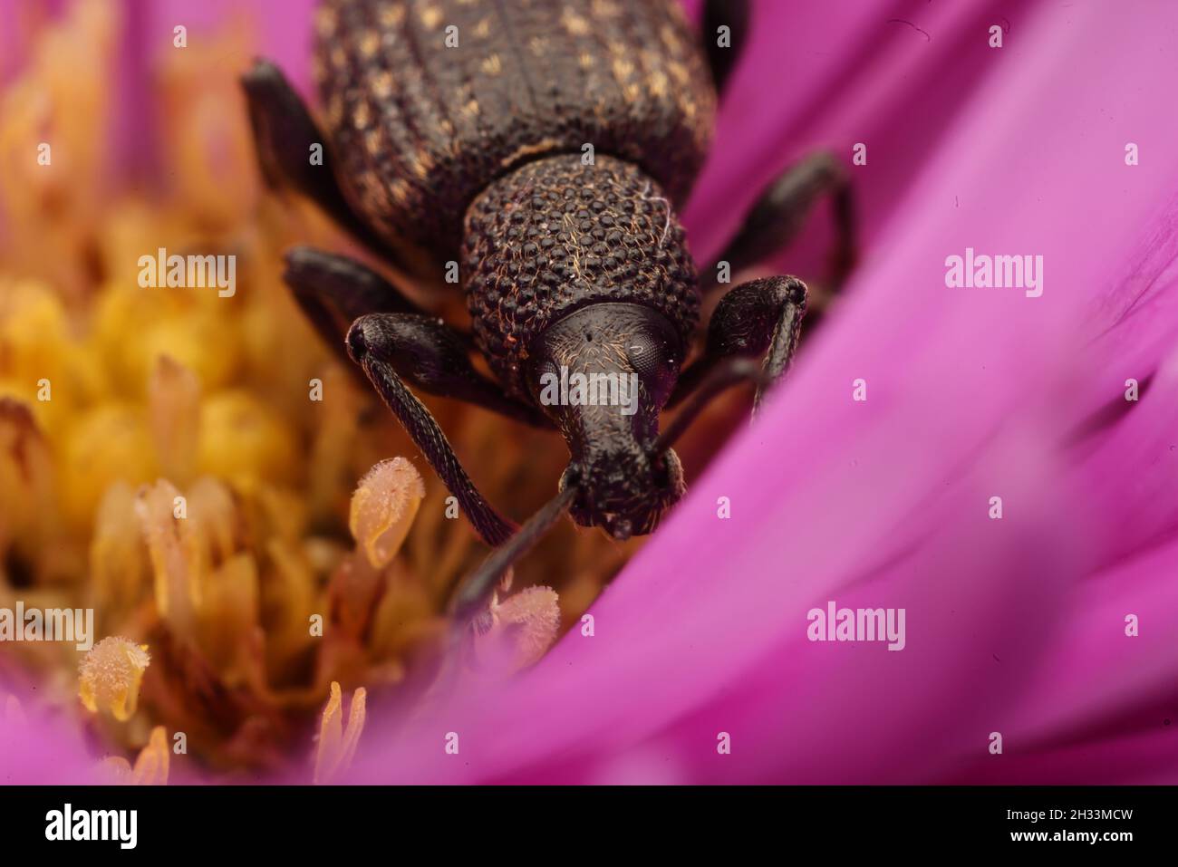 Orthocerous weevils hi-res stock photography and images - Alamy