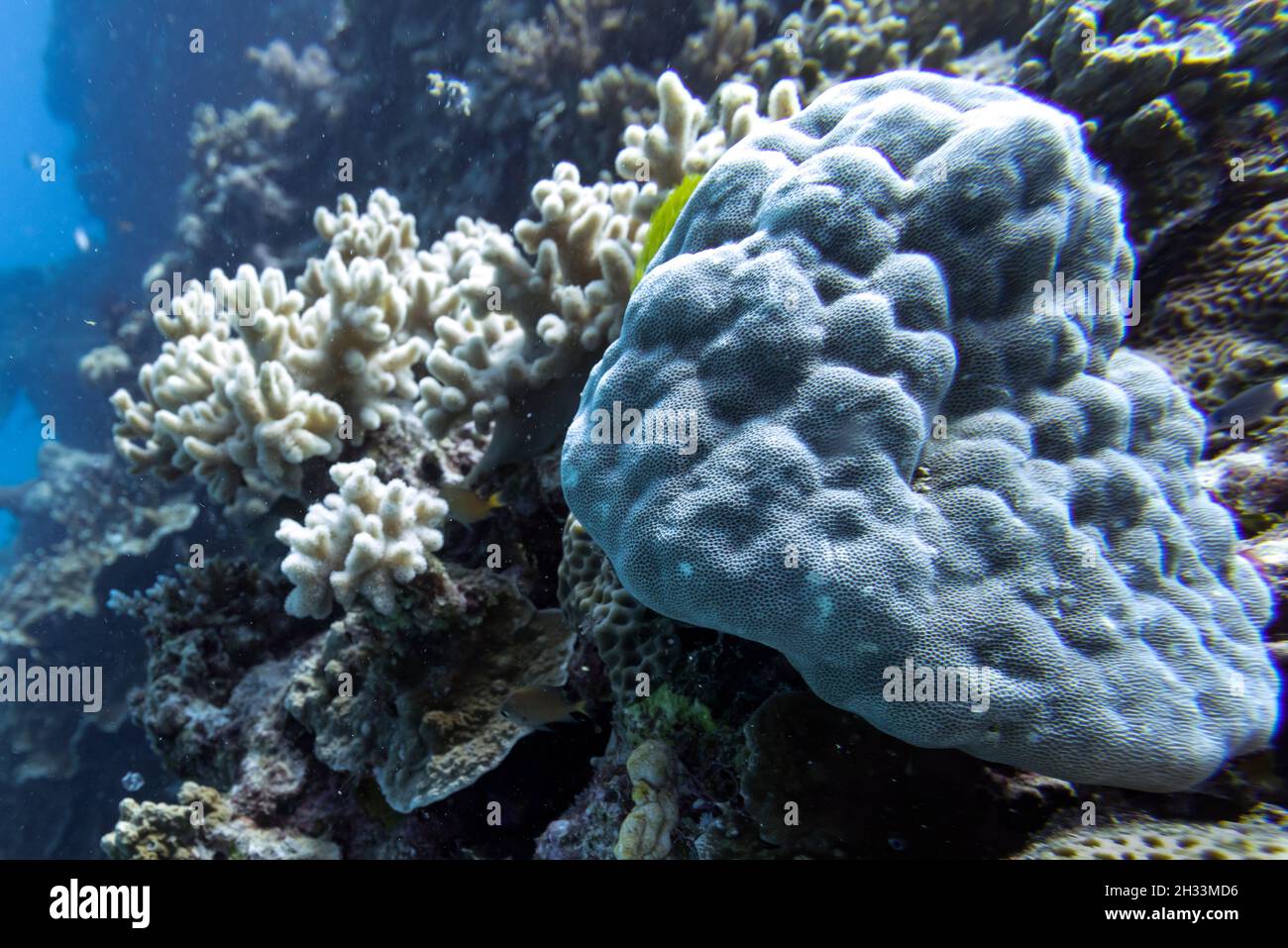 Close-up of coral, Barracuda Bommie Dive Site, Great Barrier Reef ...
