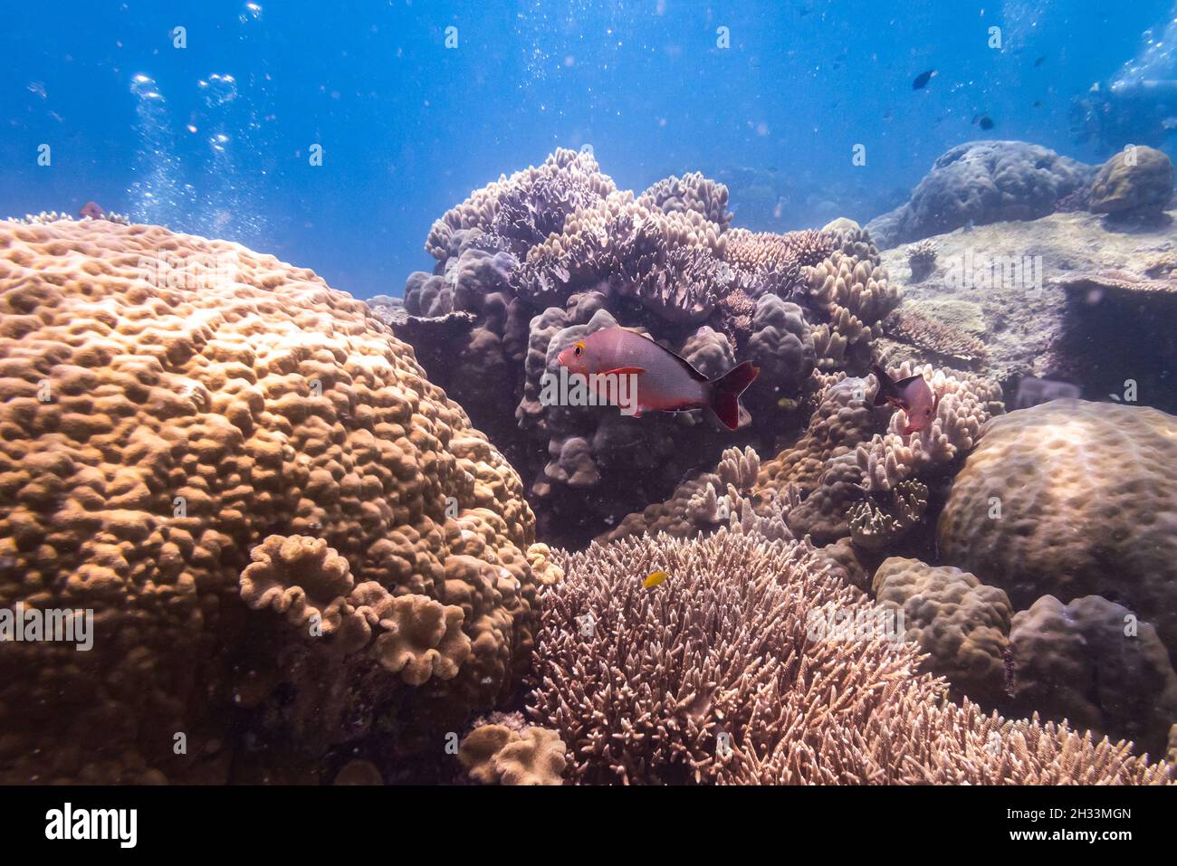 Fish among corals Barracuda Bommie Dive Site, Great Barrier Reef ...