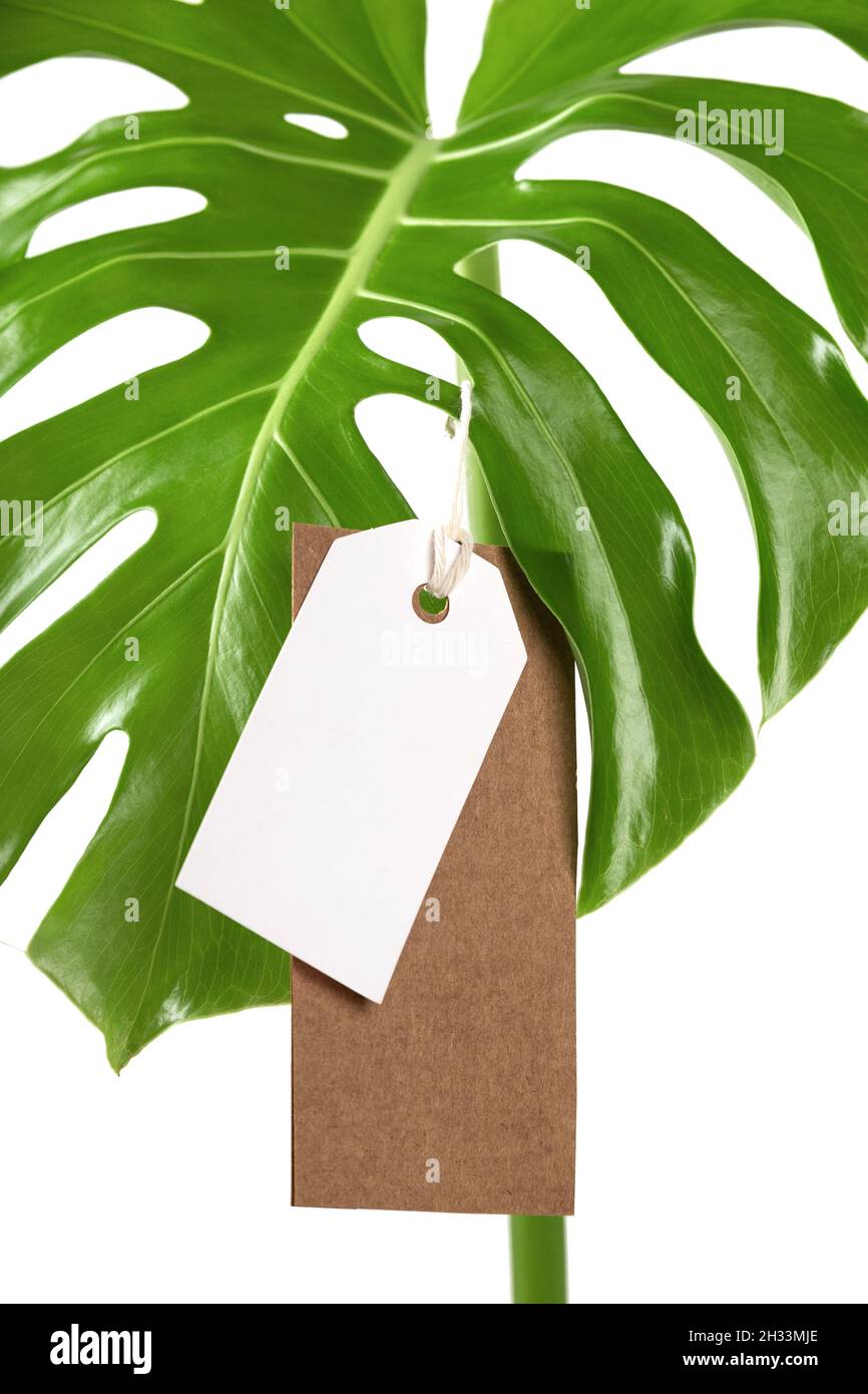 Label tag mock up on monstera leaves on white background. Green friday ...