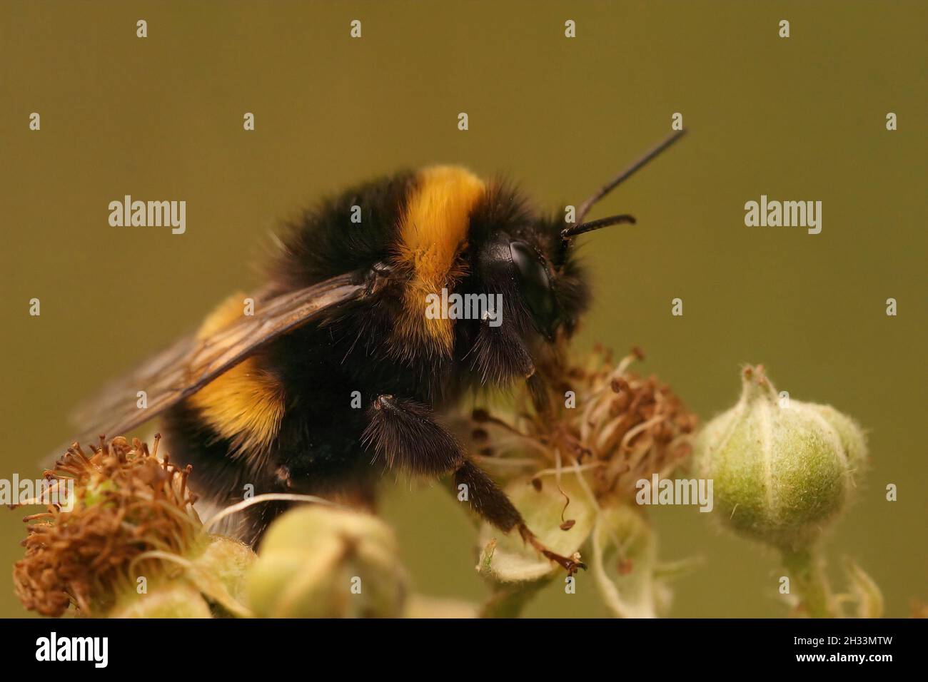 Closeup on a queen of the Buff-tailed bumblebee, Bombus terrestris ...