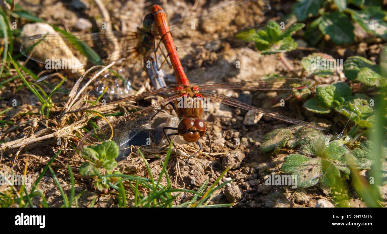 Sympetrum striolatum larvae hi-res stock photography and images - Alamy