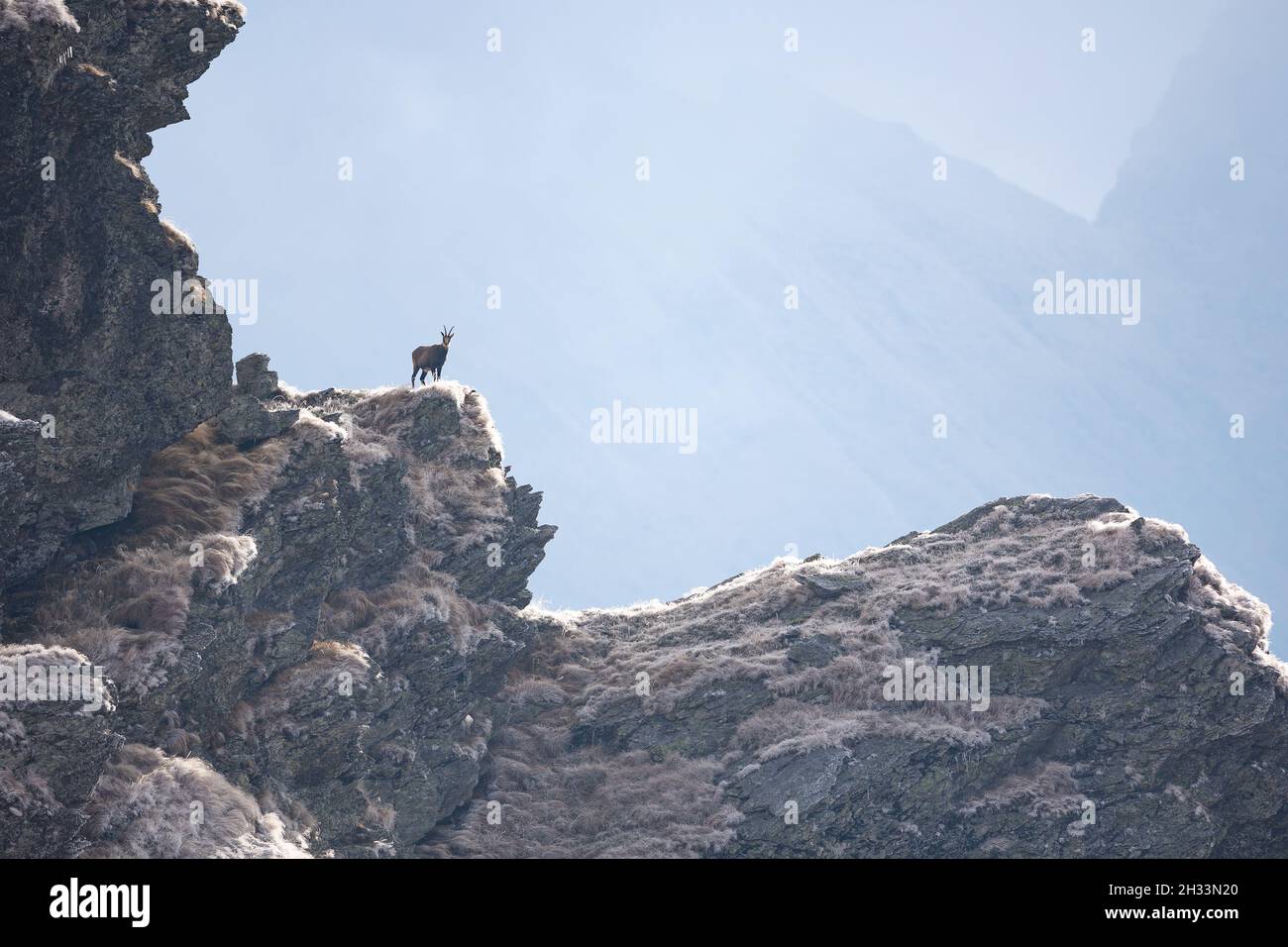 Mountain goat climbing snow hi-res stock photography and images - Alamy
