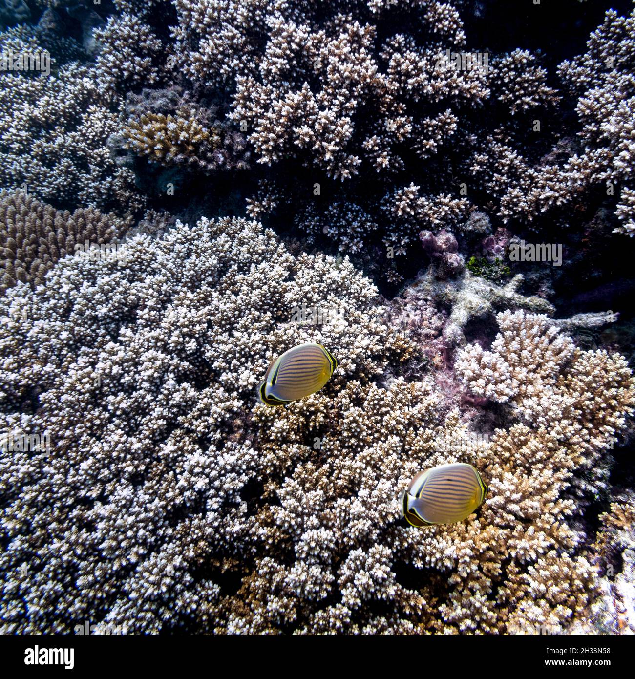 Tang fish, Agincourt Reef, Great Barrier Reef, Queensland, Australia ...