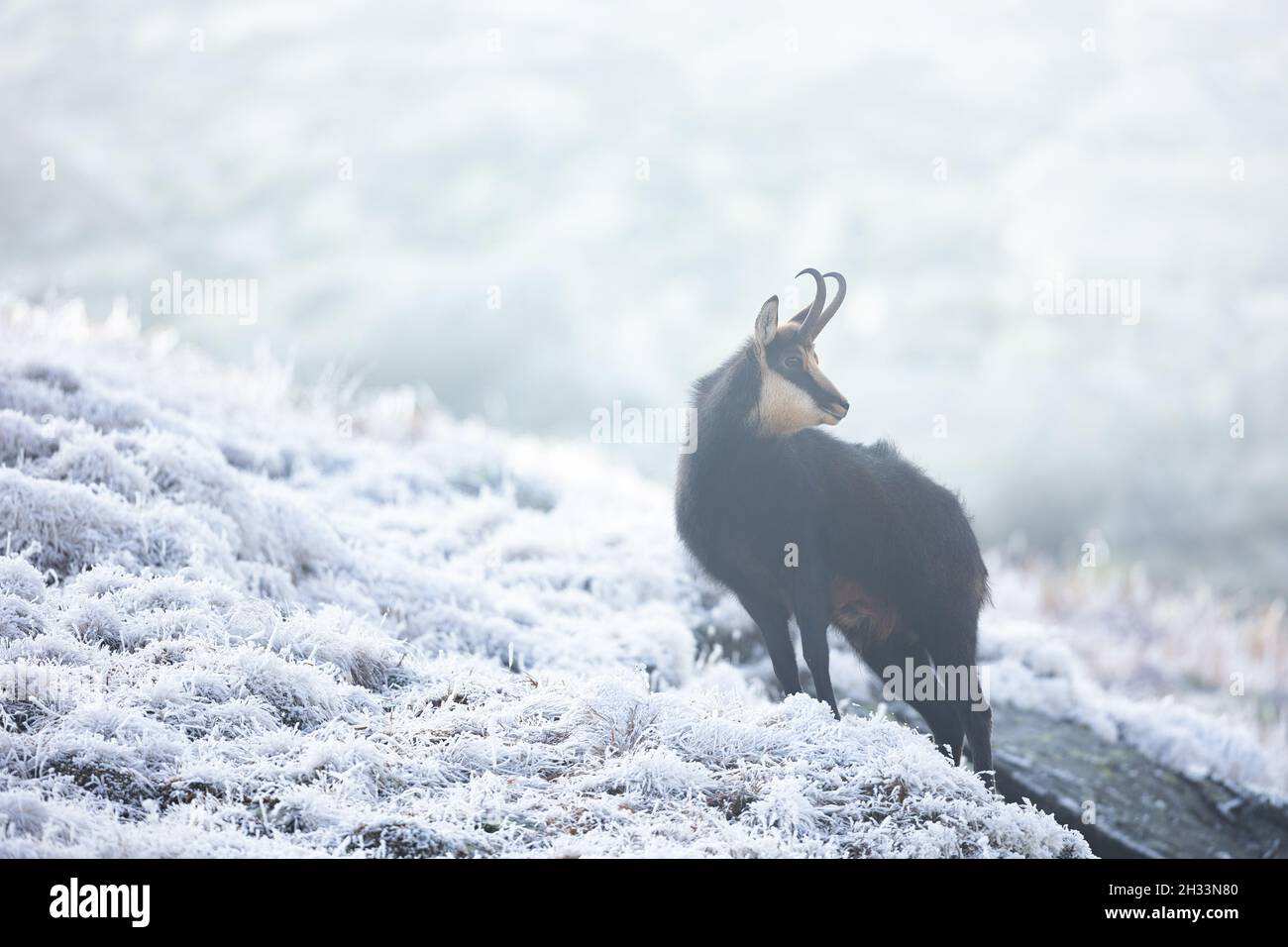 Alpine chamoise rupicapra rupicapra Stock Photo - Alamy