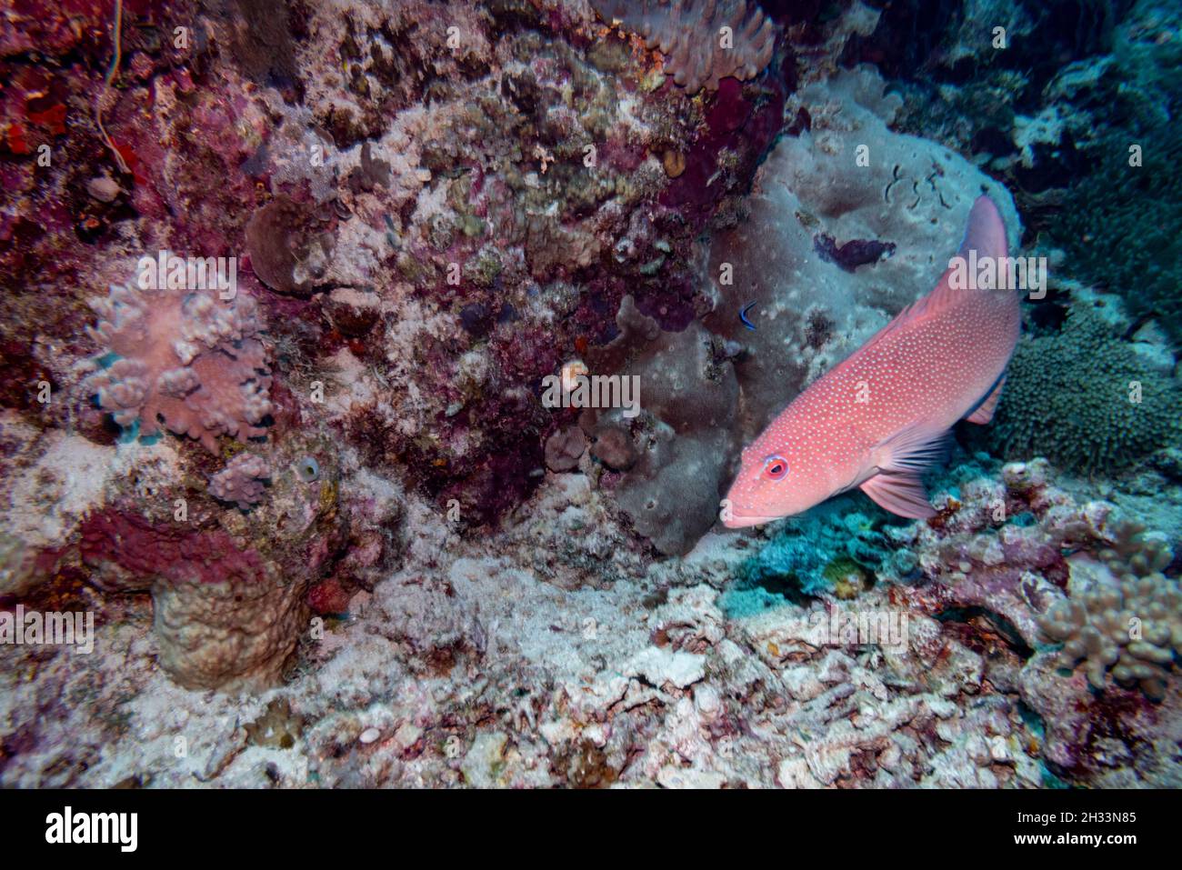 Coral trout, Nursery Dive Site, Great Barrier Reef, Queensland ...