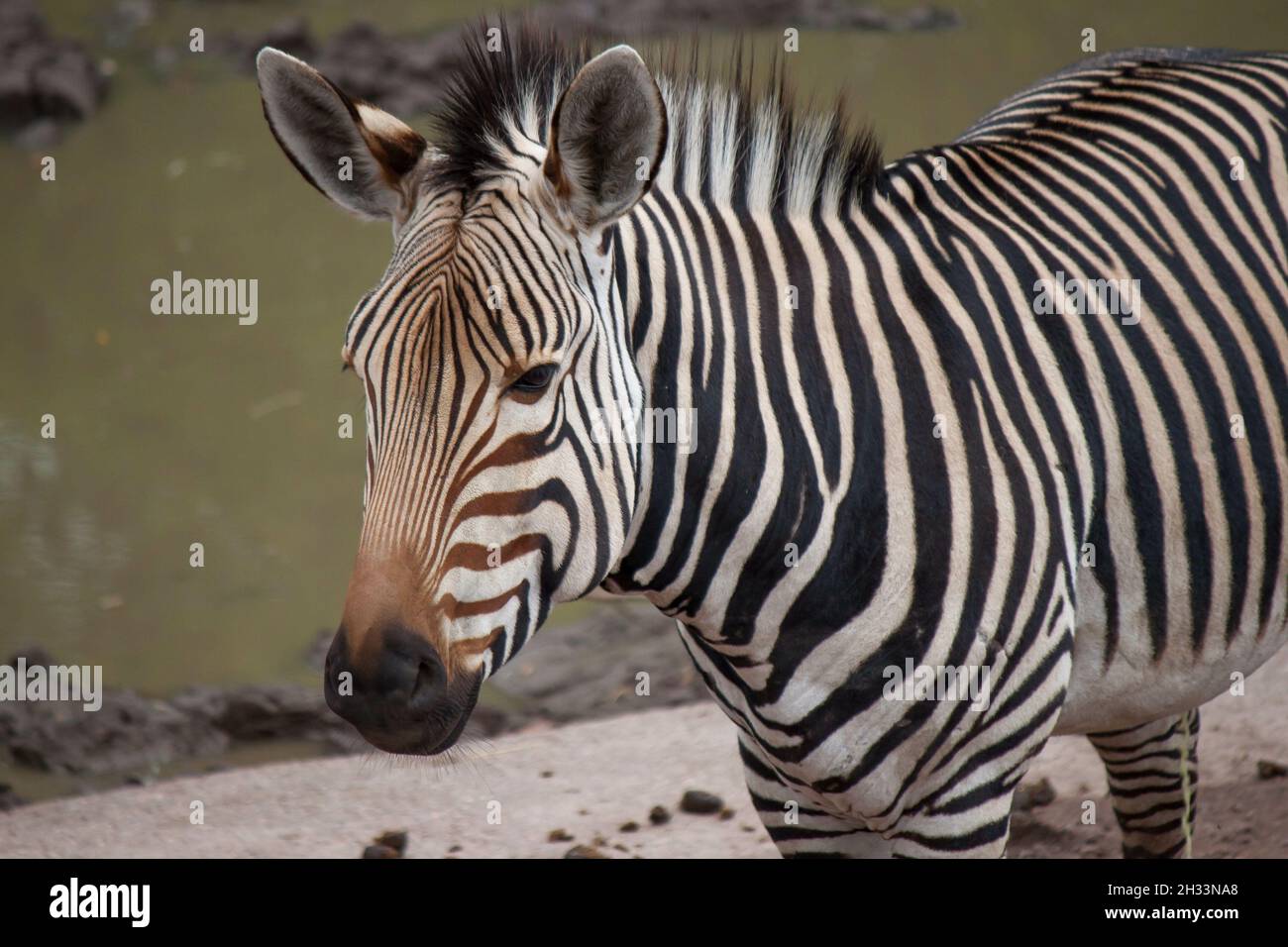 Zebra in a cage at a zoo Stock Photo - Alamy