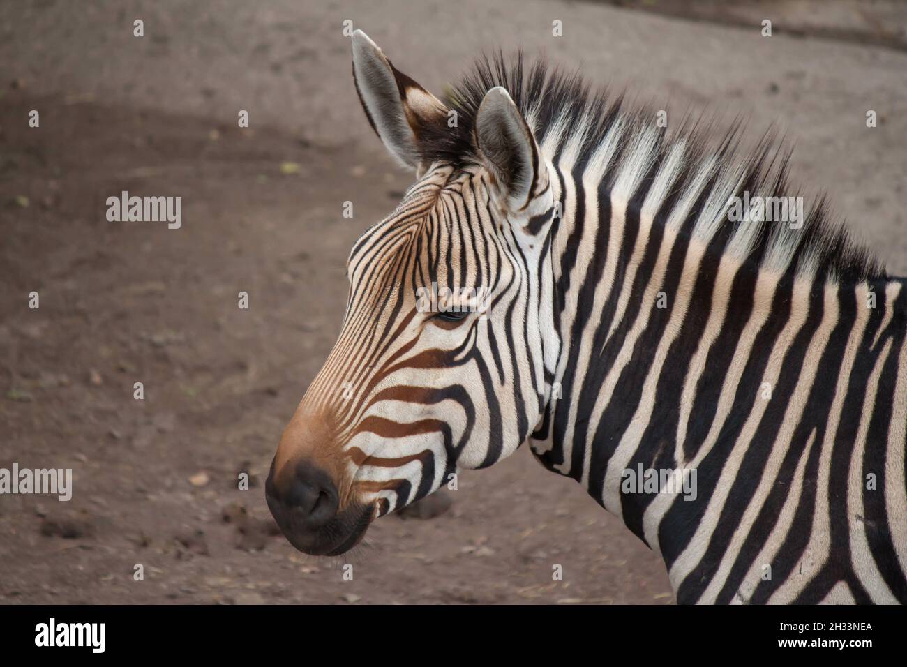 Zebra in a cage at a zoo Stock Photo - Alamy