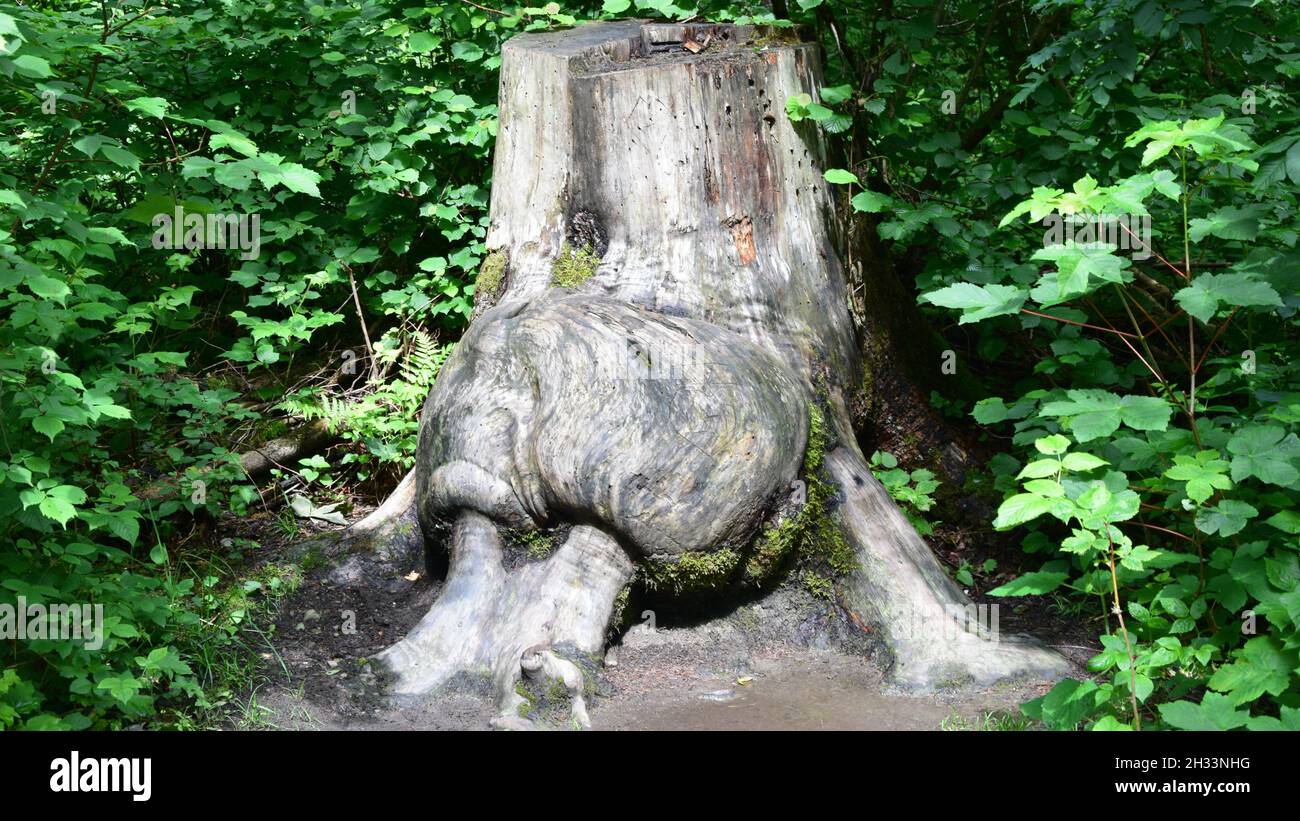 Massive stump hi-res stock photography and images - Alamy