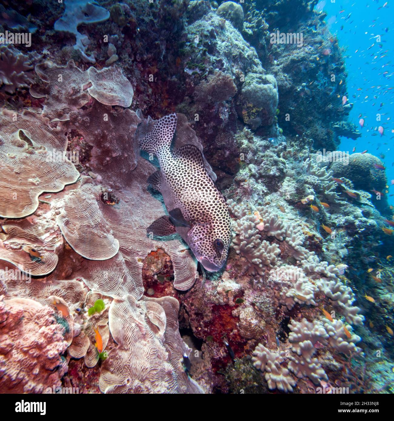 Spotted grouper near coral reef, Nursery Dive Site, Great Barrier Reef ...
