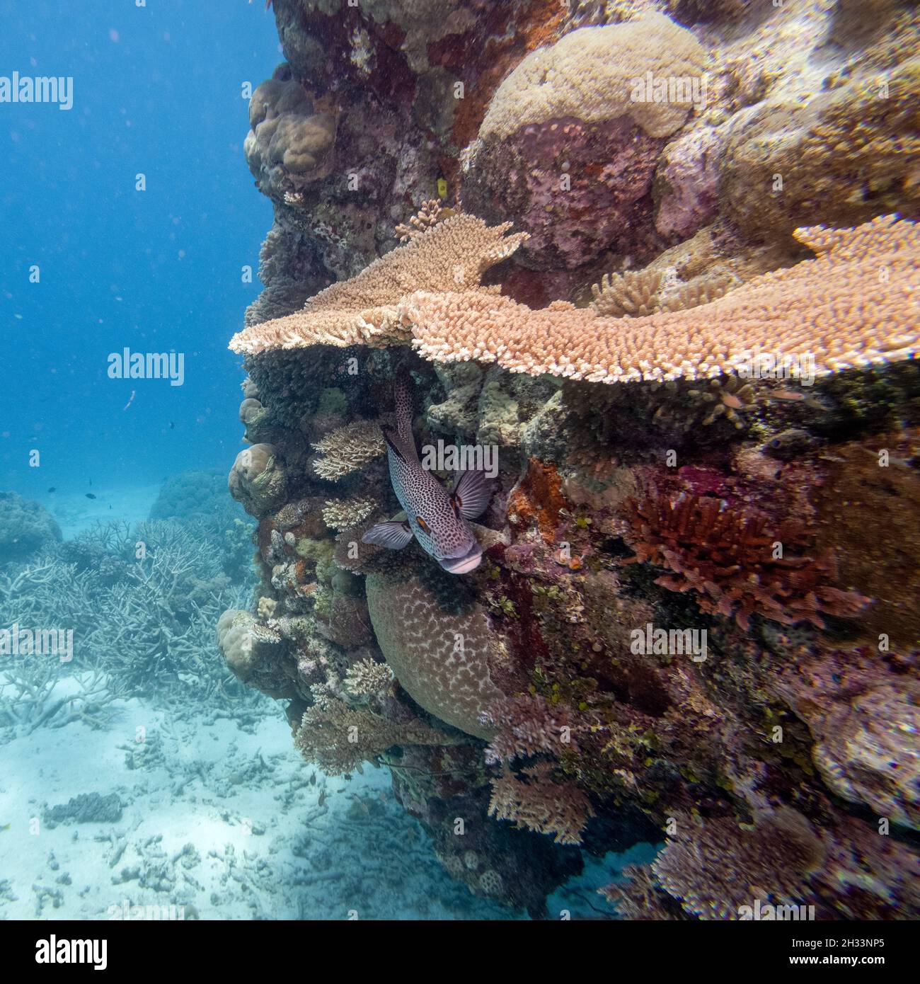 Spotted fish among corals, Nursery Dive Site, Great Barrier Reef ...