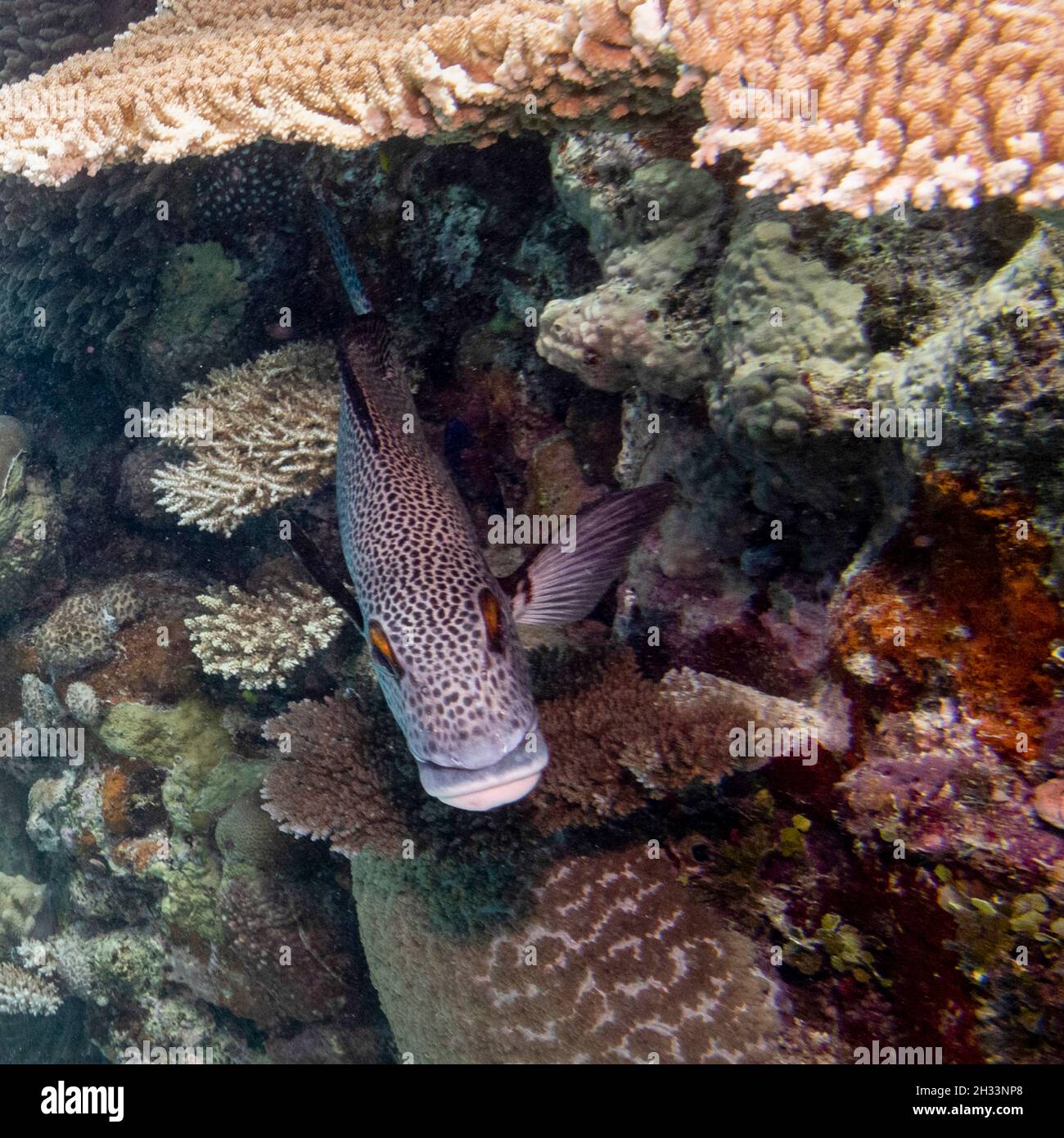 Spotted fish among corals, Nursery Dive Site, Great Barrier Reef ...
