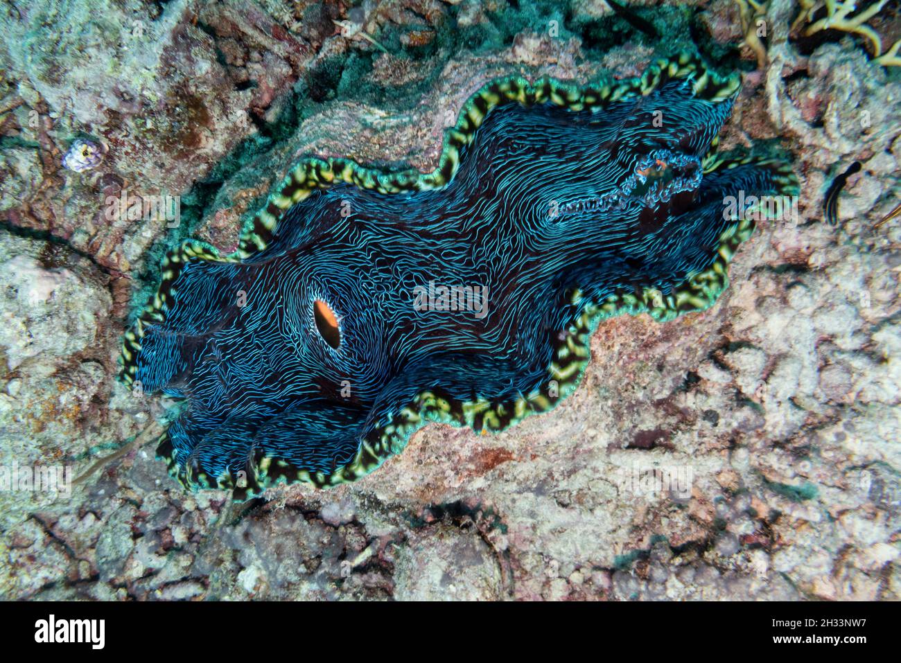 Giant clam underwater, Castle Rock Dive Site, Nursery Dive Site, Great ...
