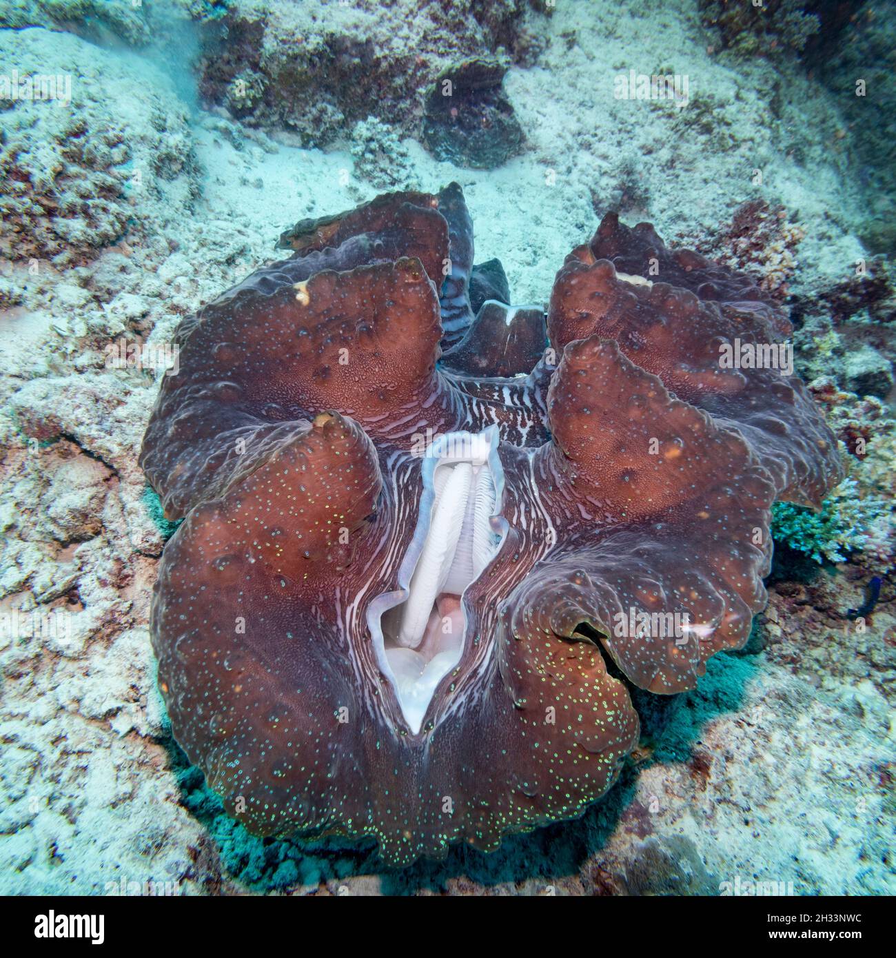 Giant clam underwater, Castle Rock Dive Site, Nursery Dive Site, Great ...
