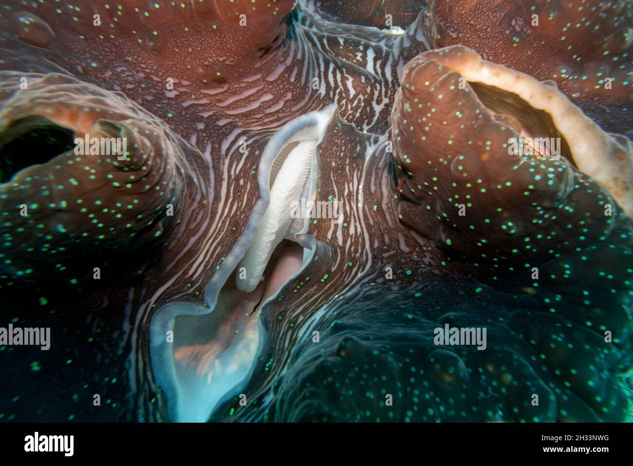 Close-up of Giant clam underwater, Castle Rock Dive Site, Nursery Dive ...