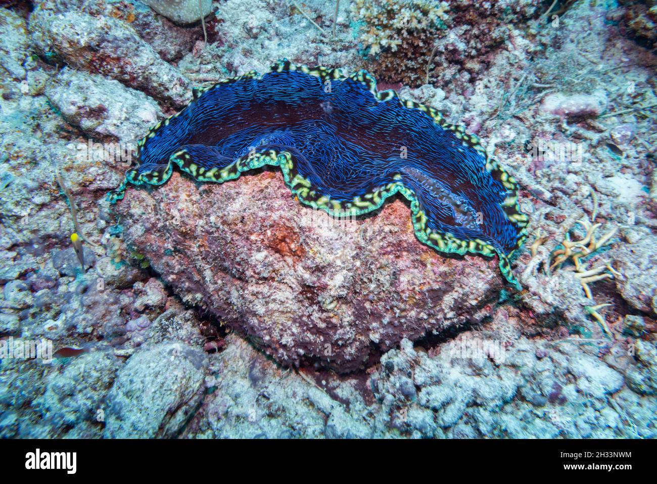 Grouper fish with small fish underwater, Castle Rock Dive Site, Nursery ...