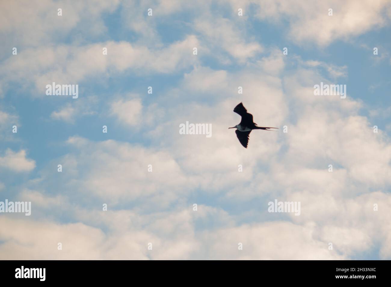 Low angle shot of a Bat hawk bird flying under a bright sky Stock Photo ...